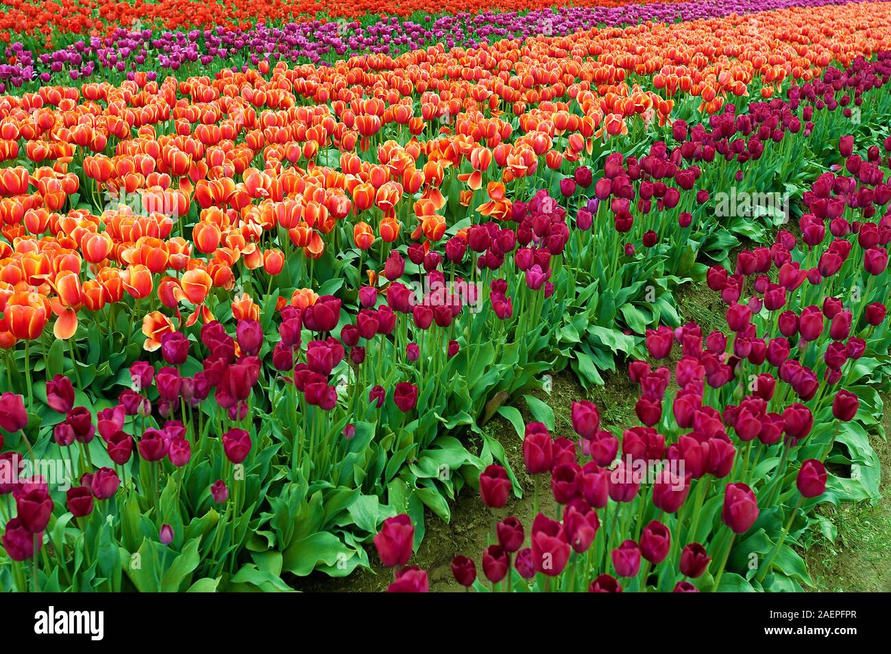 Agricultural field of rows of blooming spring tulip fields Stock Photo ...