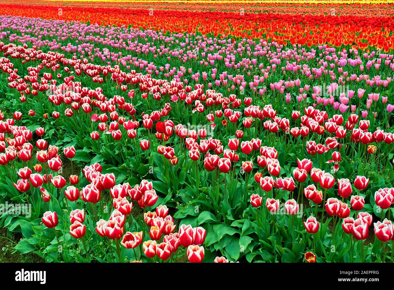 Agricultural field of rows of blooming spring tulip fields Stock Photo ...