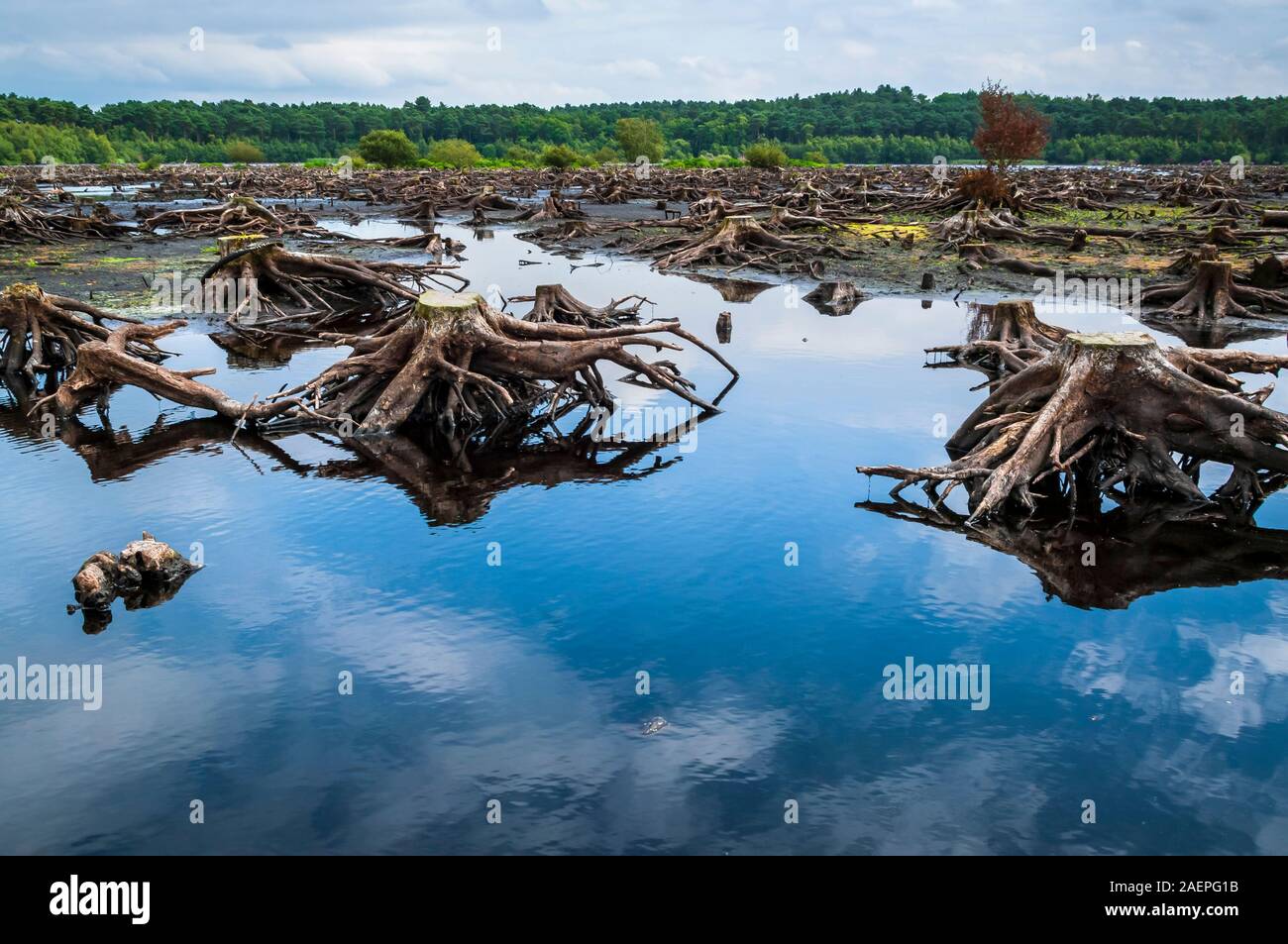 Blakemere Moss in drought in Delamere Forest, Cheshire Stock Photo - Alamy