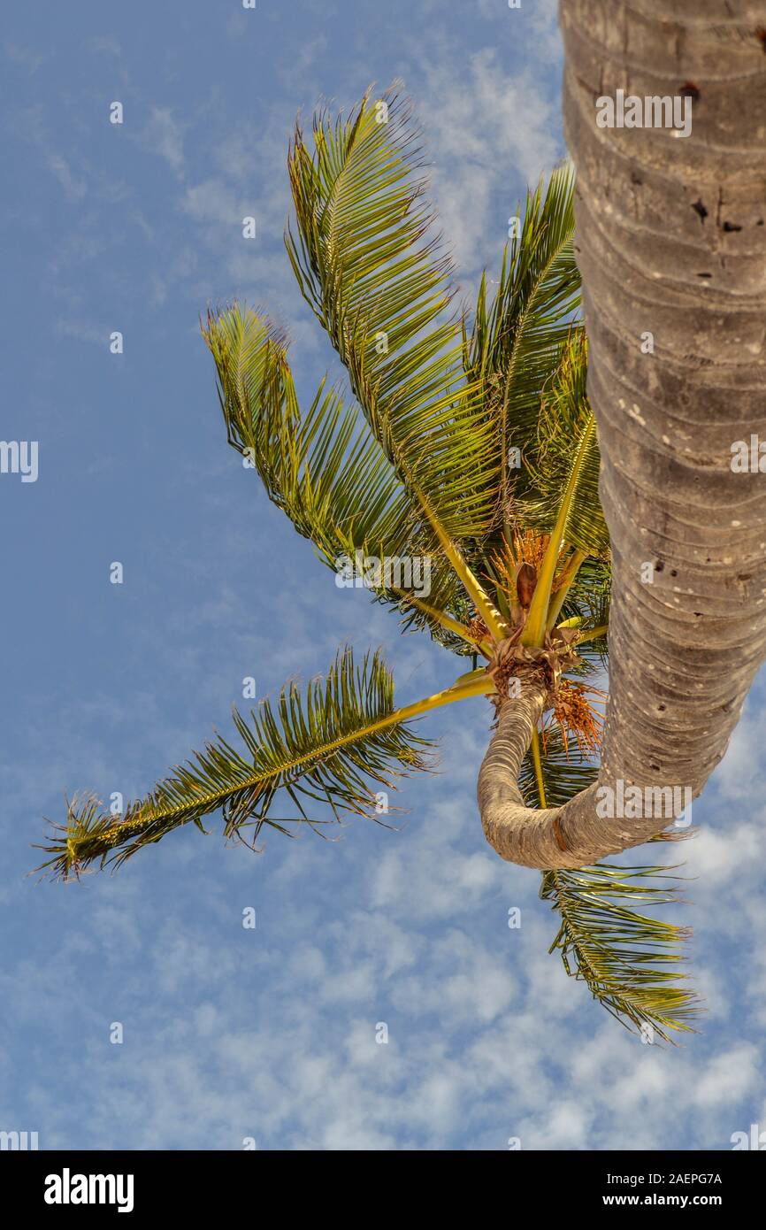 Palm trees, sea, ocean, Santo Domingo Stock Photo - Alamy