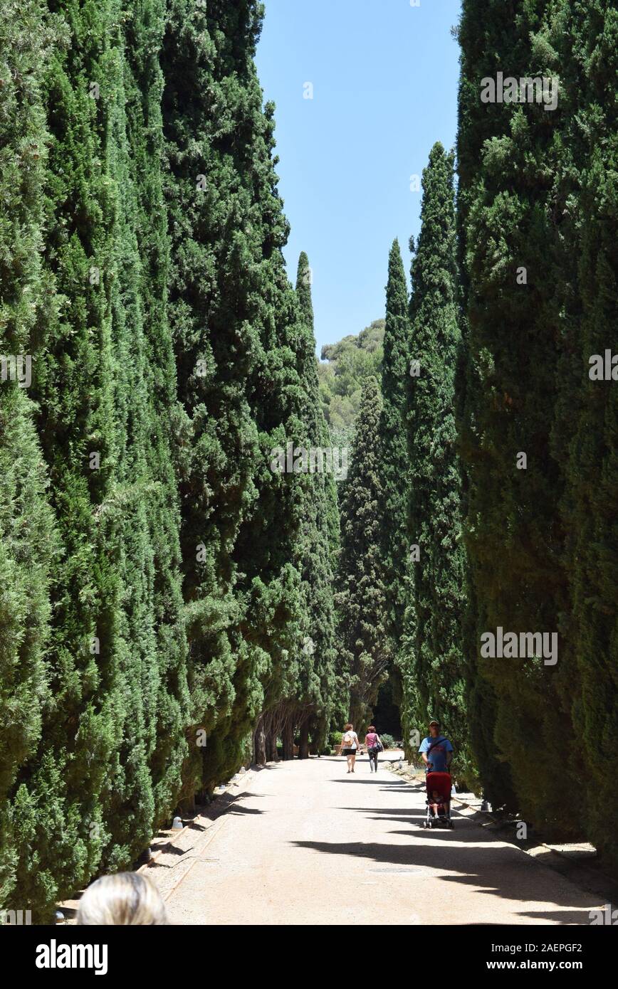 People walking along an allee of italian cypresses in the Alhambra ...