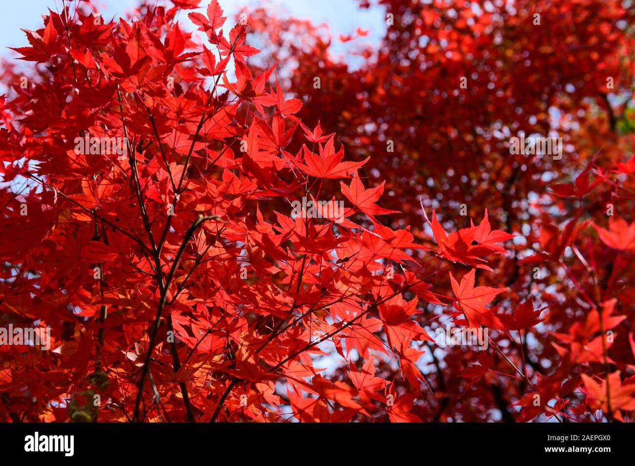 Beautiful leaves red japanese hi-res stock photography and images - Alamy