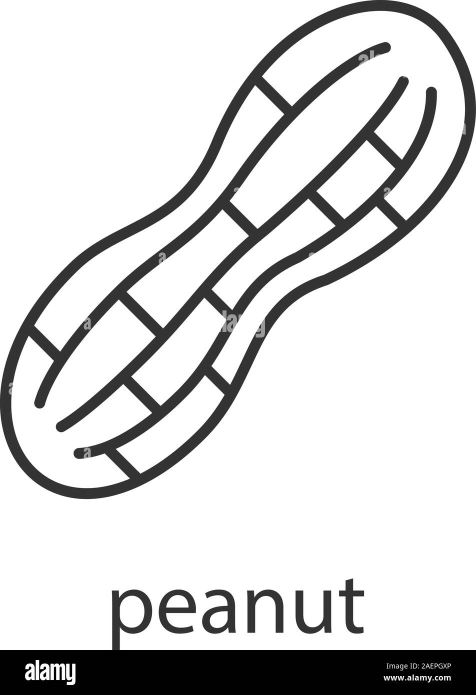 Peanut Linear Icon Thin Line Illustration Contour Symbol Vector