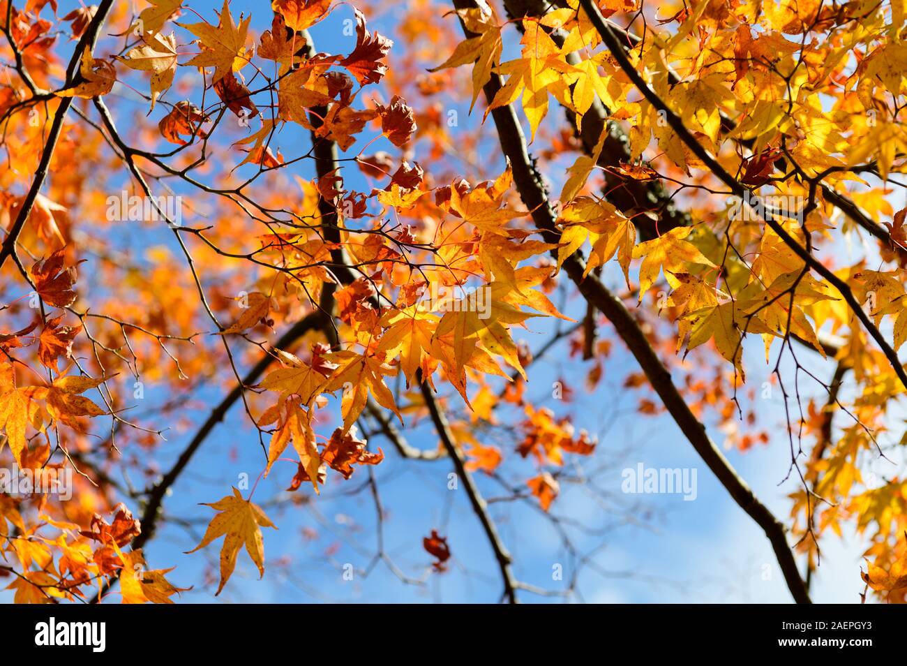 Red yellow leaves japanese hi-res stock photography and images - Alamy