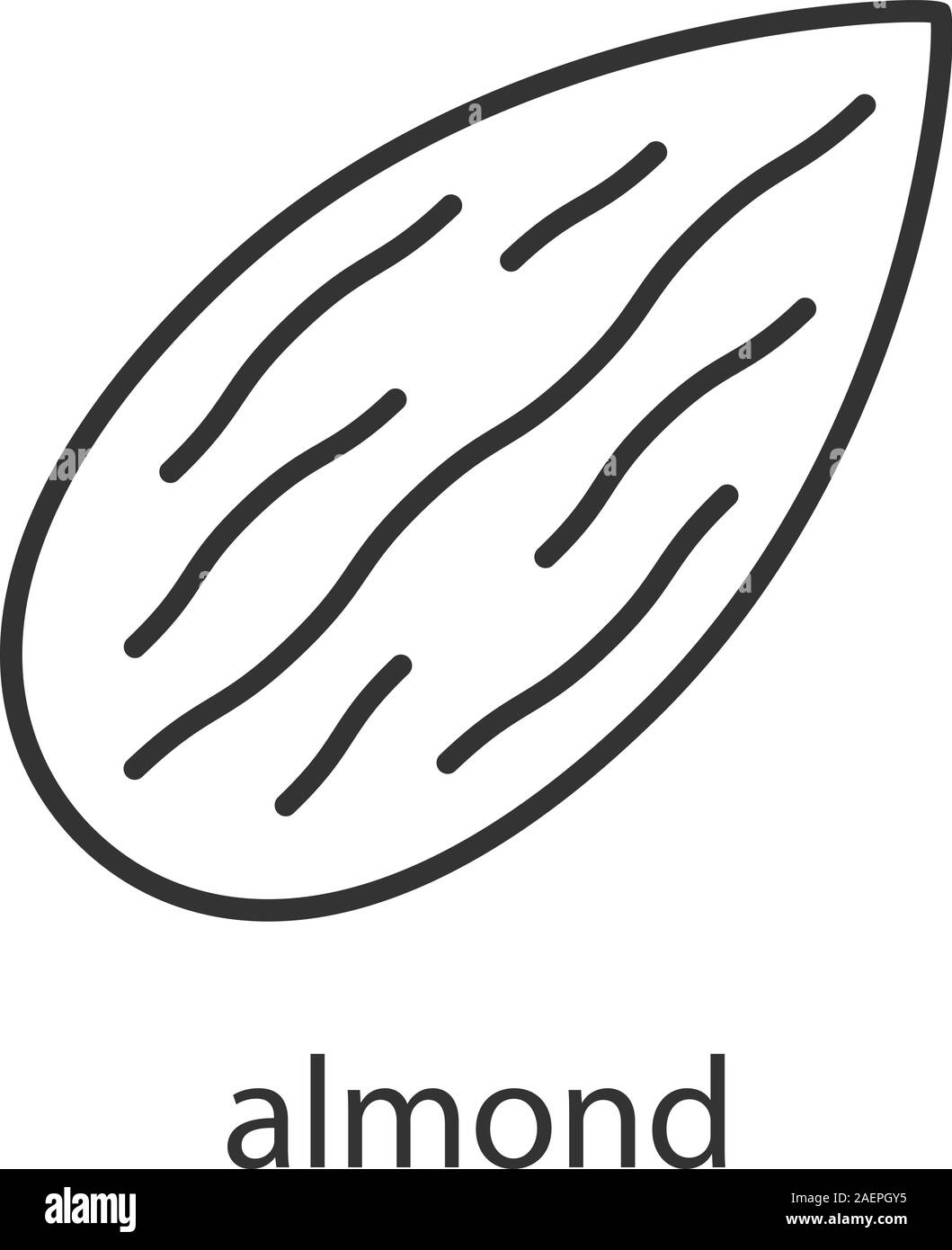 Almond linear icon. Thin line illustration. Contour symbol. Vector ... Almond linear icon. Thin line illustration. Contour symbol. Vector ...