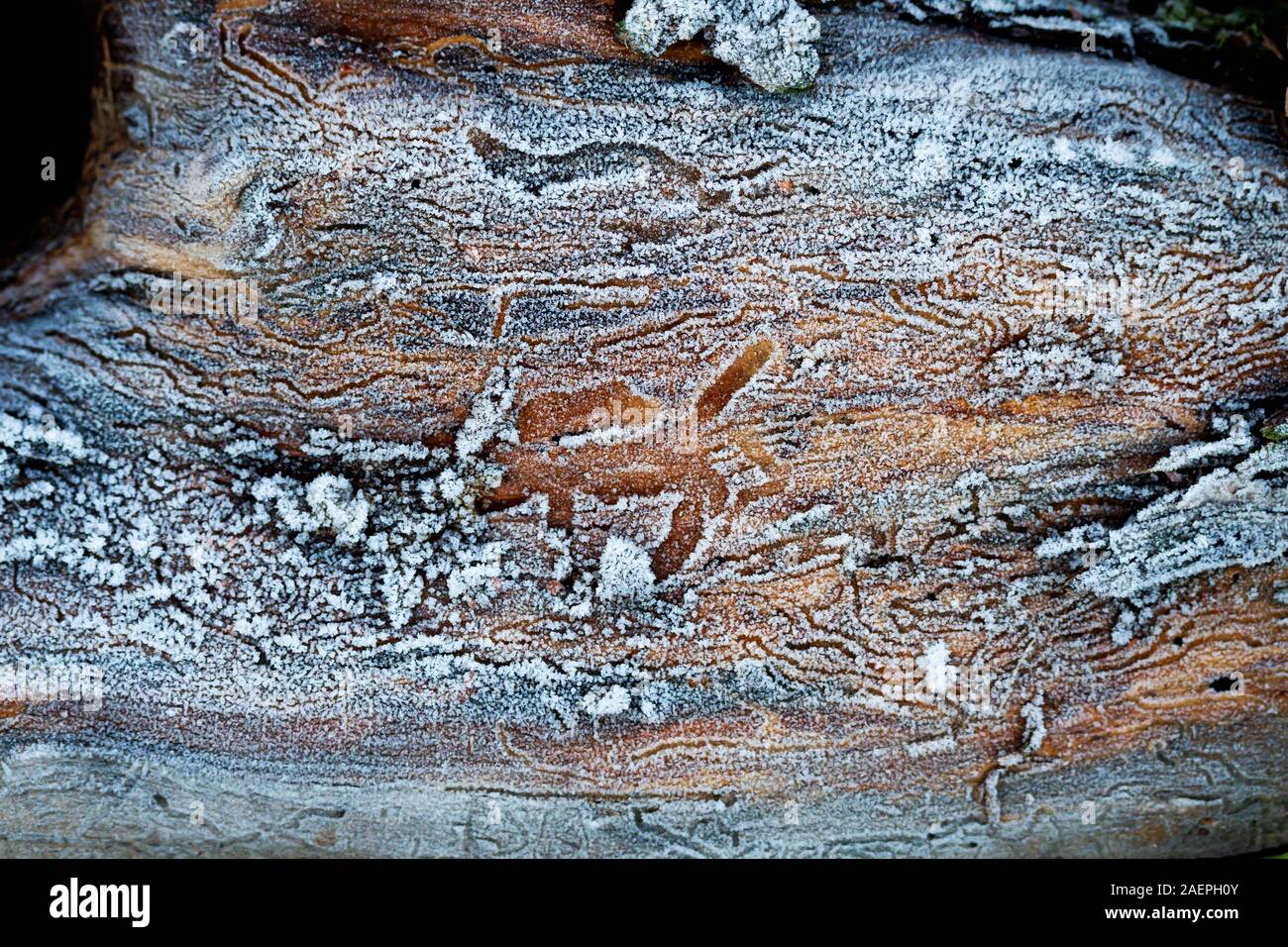 textured tree with frosty patterns Stock Photo - Alamy