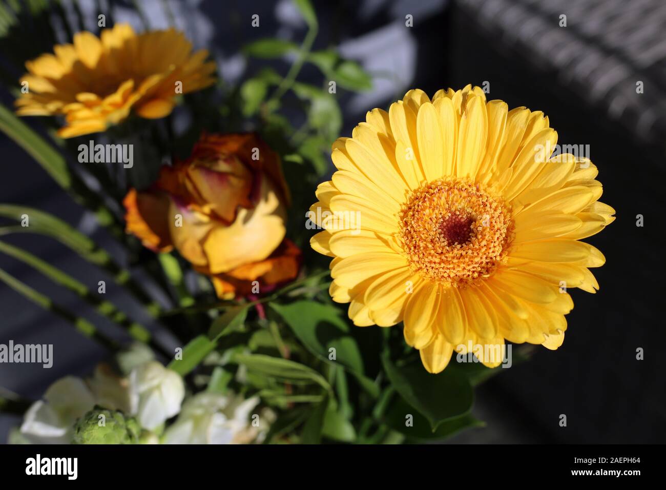 Gerbera leaves hi-res stock photography and images - Alamy