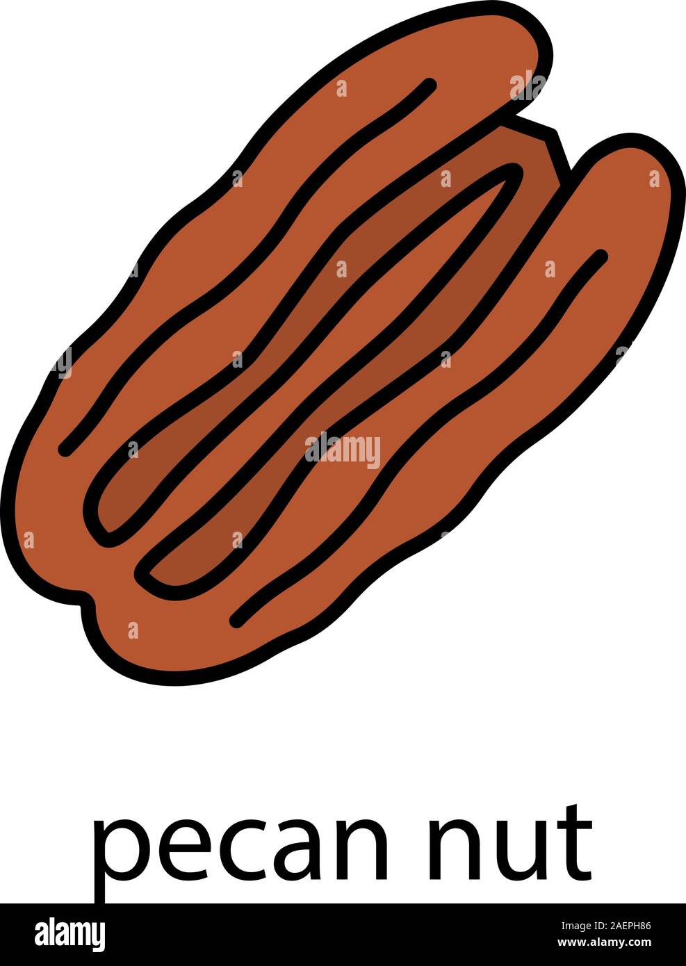 Pecan nut color icon. Isolated vector illustration Stock Vector Image ...