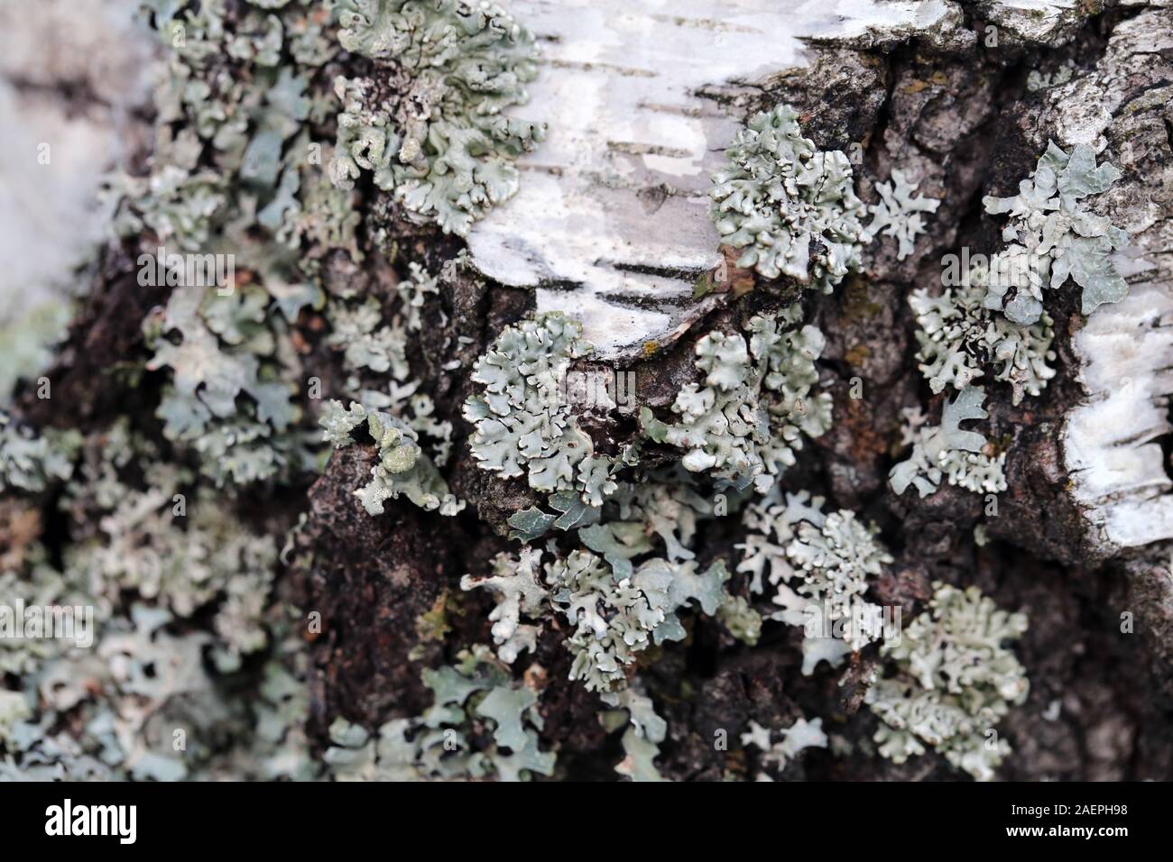 Surface of a tree trunk with a lot of silver colored lichen. Color ...