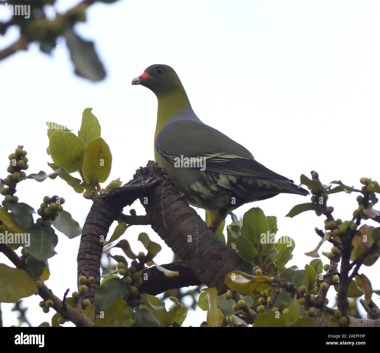 An African Green Pigeon (Treron calvus) sirs in a fig tree. Serengeti ...