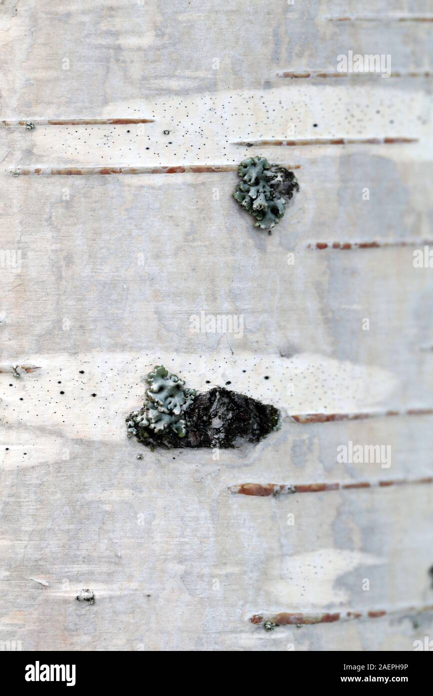 Surface of a tree trunk with a lot of silver colored lichen. Color ...