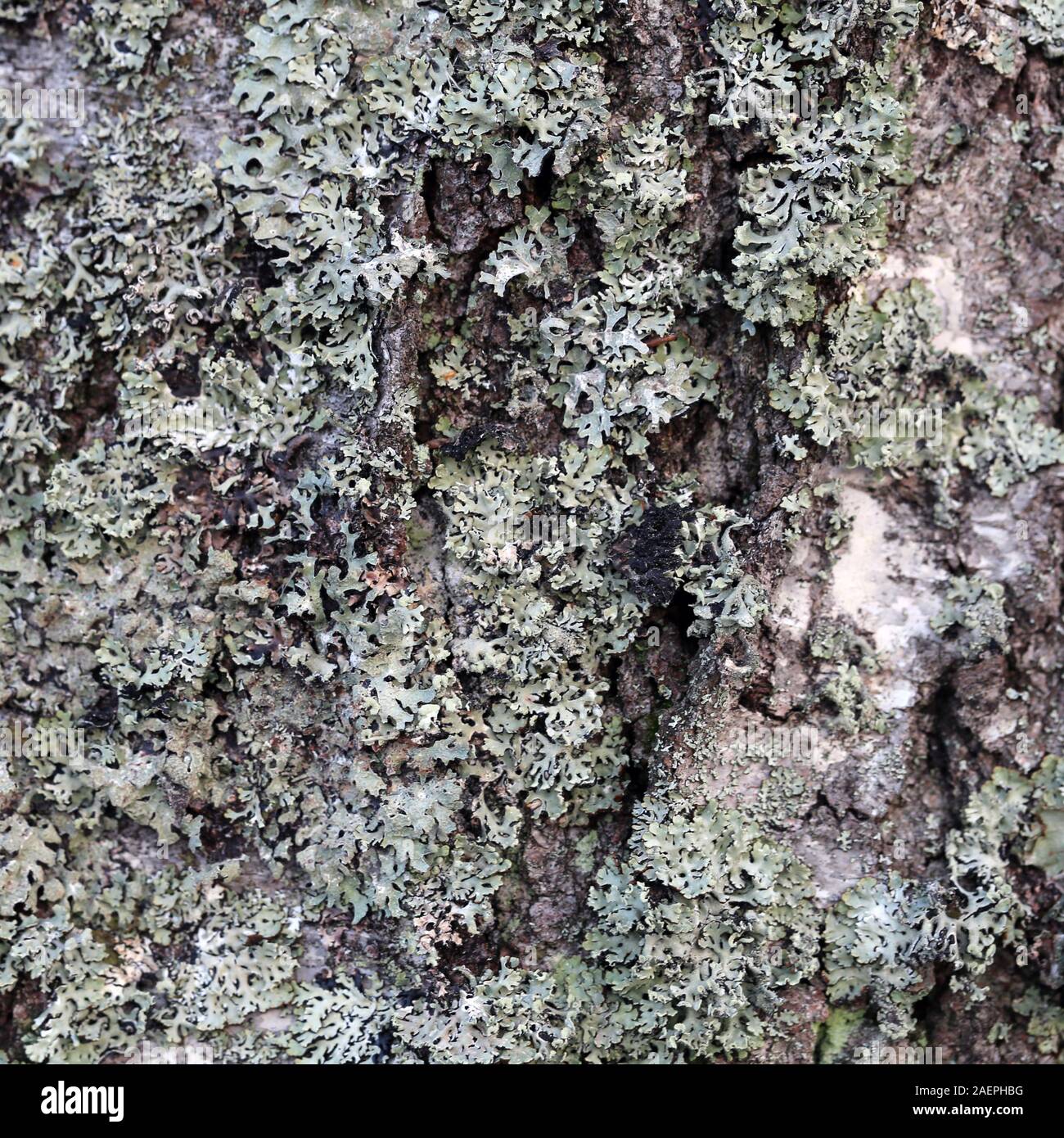 Surface of a tree trunk with a lot of silver colored lichen. Color ...
