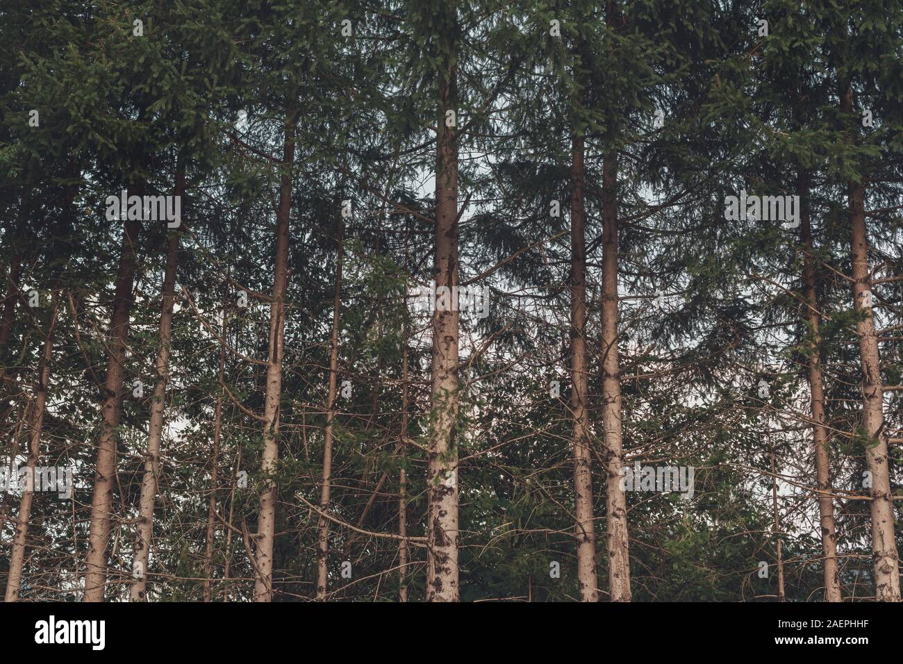 Forest tall trees sunset hi-res stock photography and images - Alamy