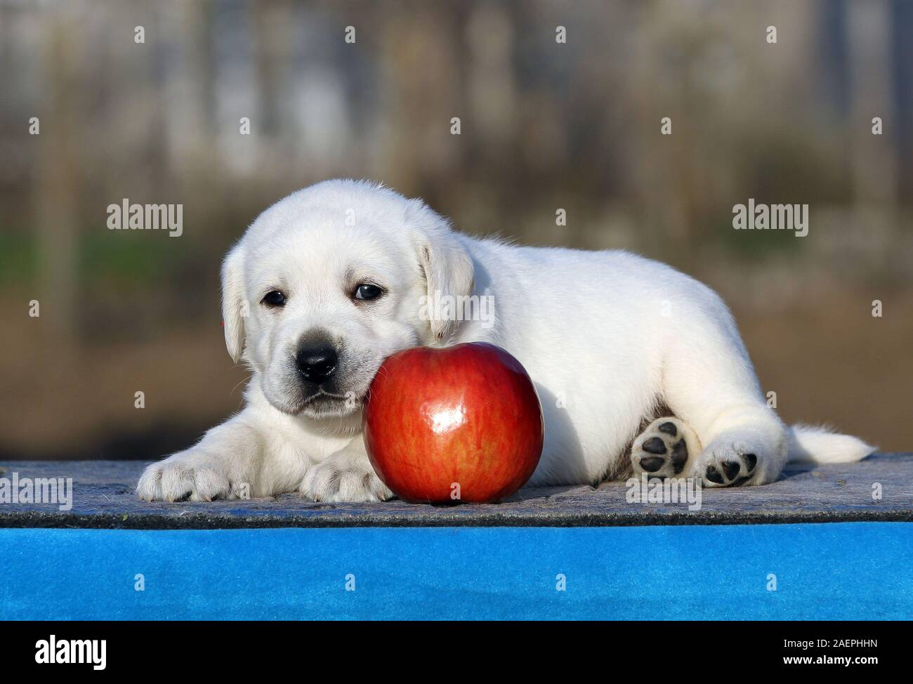 the cute little labrador puppy on a blue background Stock Photo - Alamy