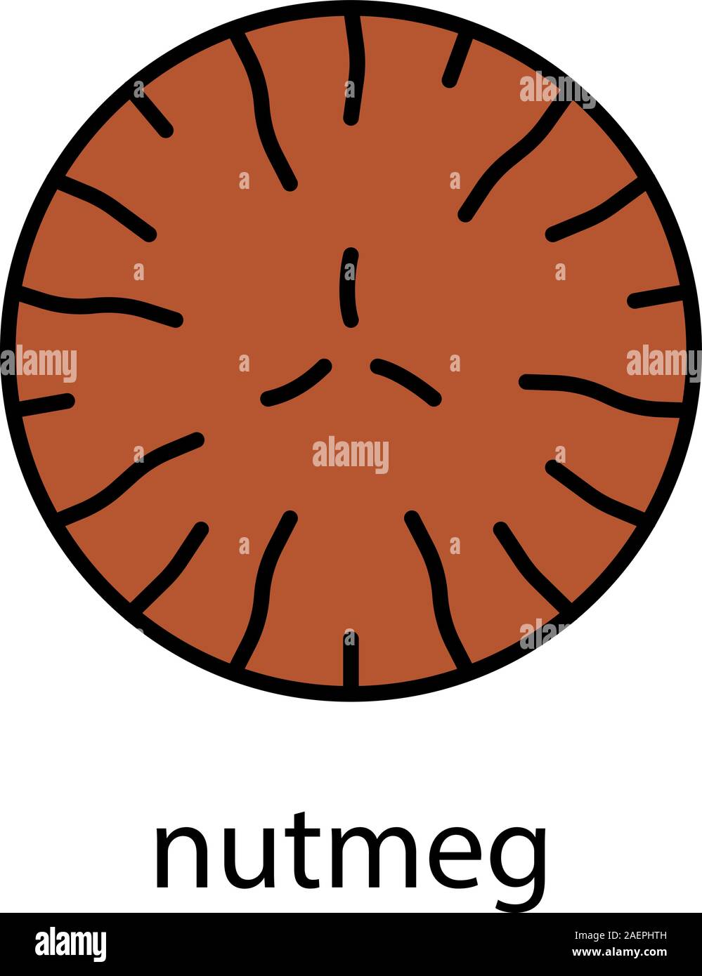 Nutmeg color icon. Mace spice. Isolated vector illustration Stock ...