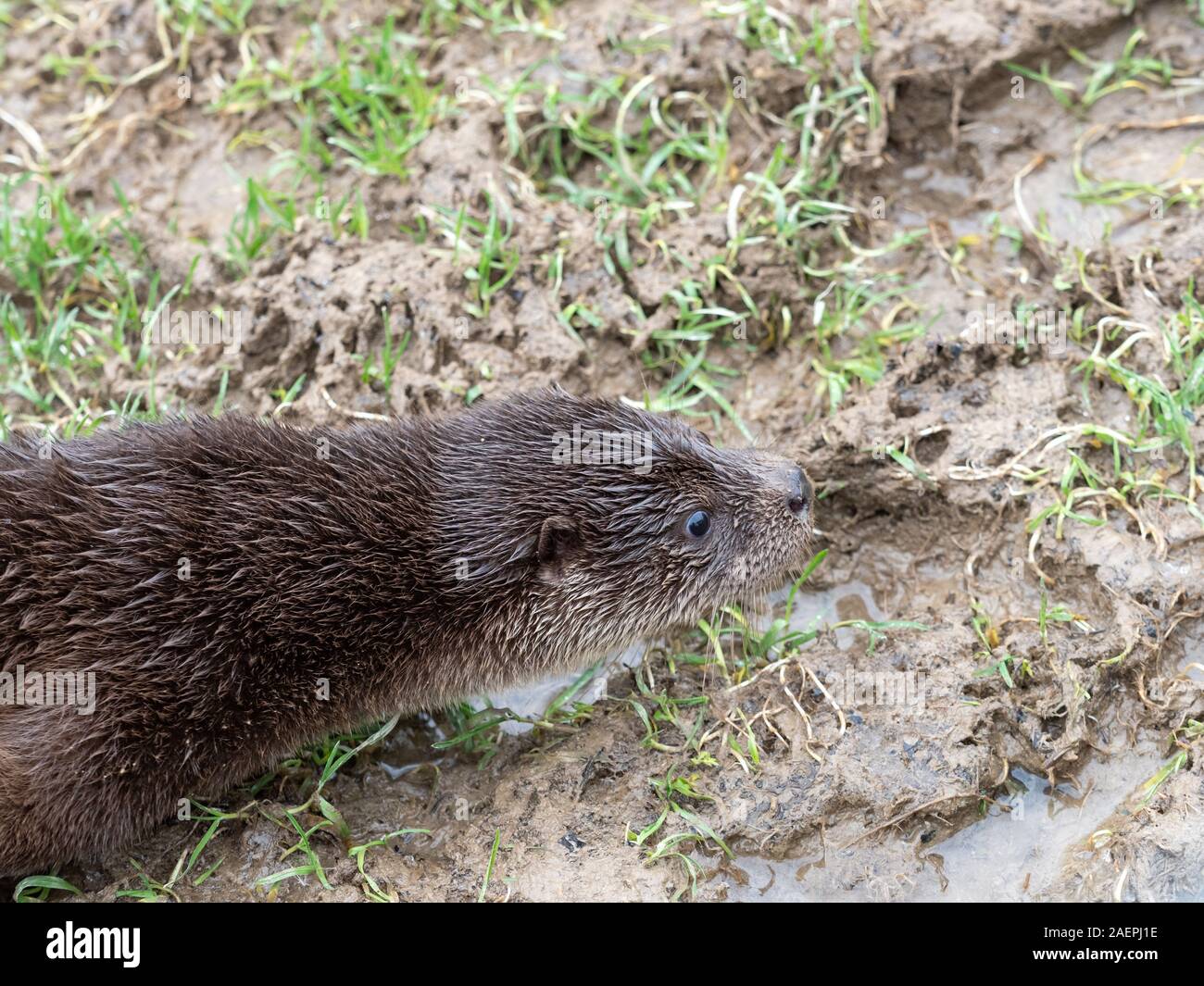 Young eurasian otter (Lutra lutra) cub / pup Stock Photo - Alamy