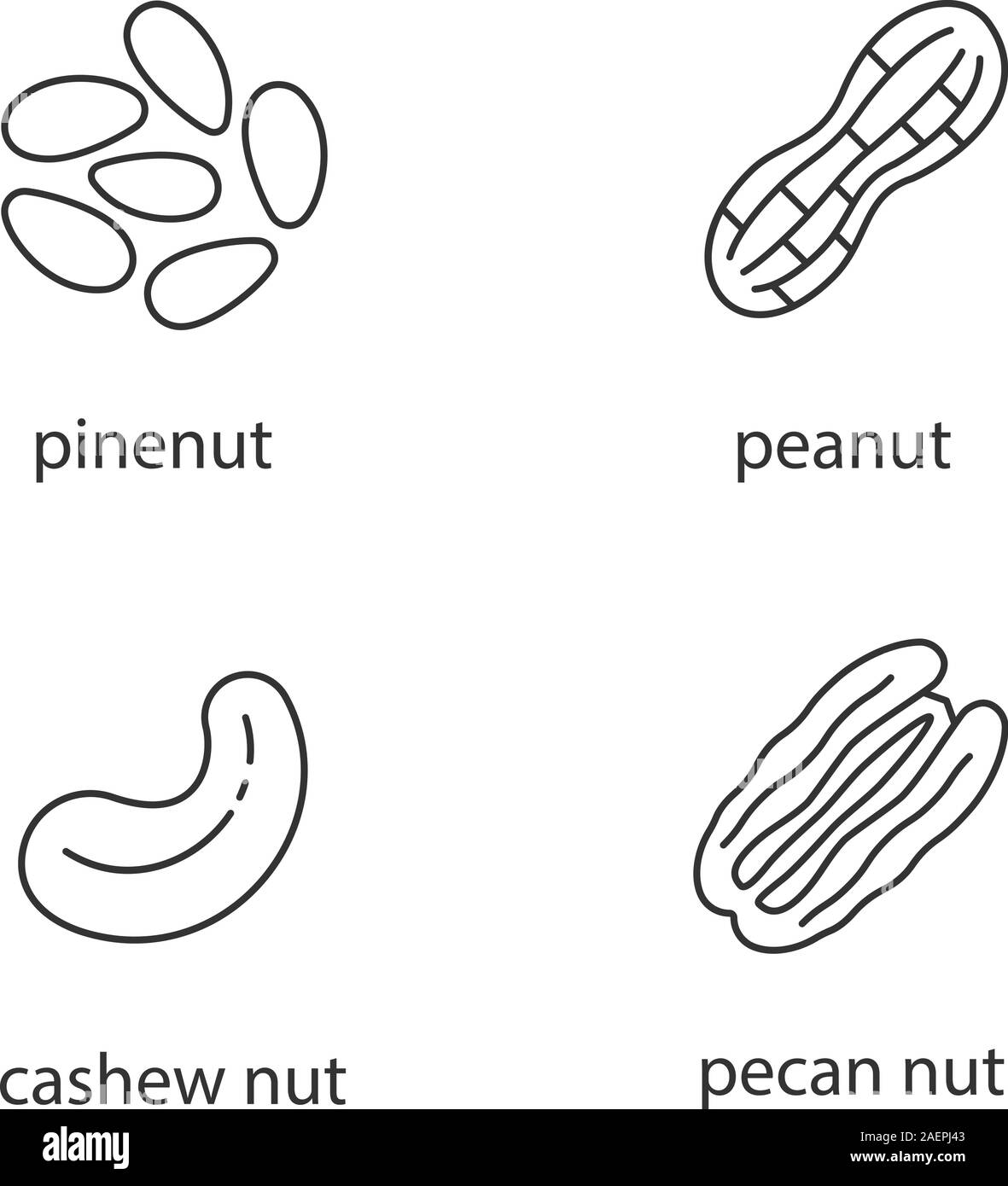 Nuts types linear icons set. Thin line contour symbols. Pinenut, peanut ...