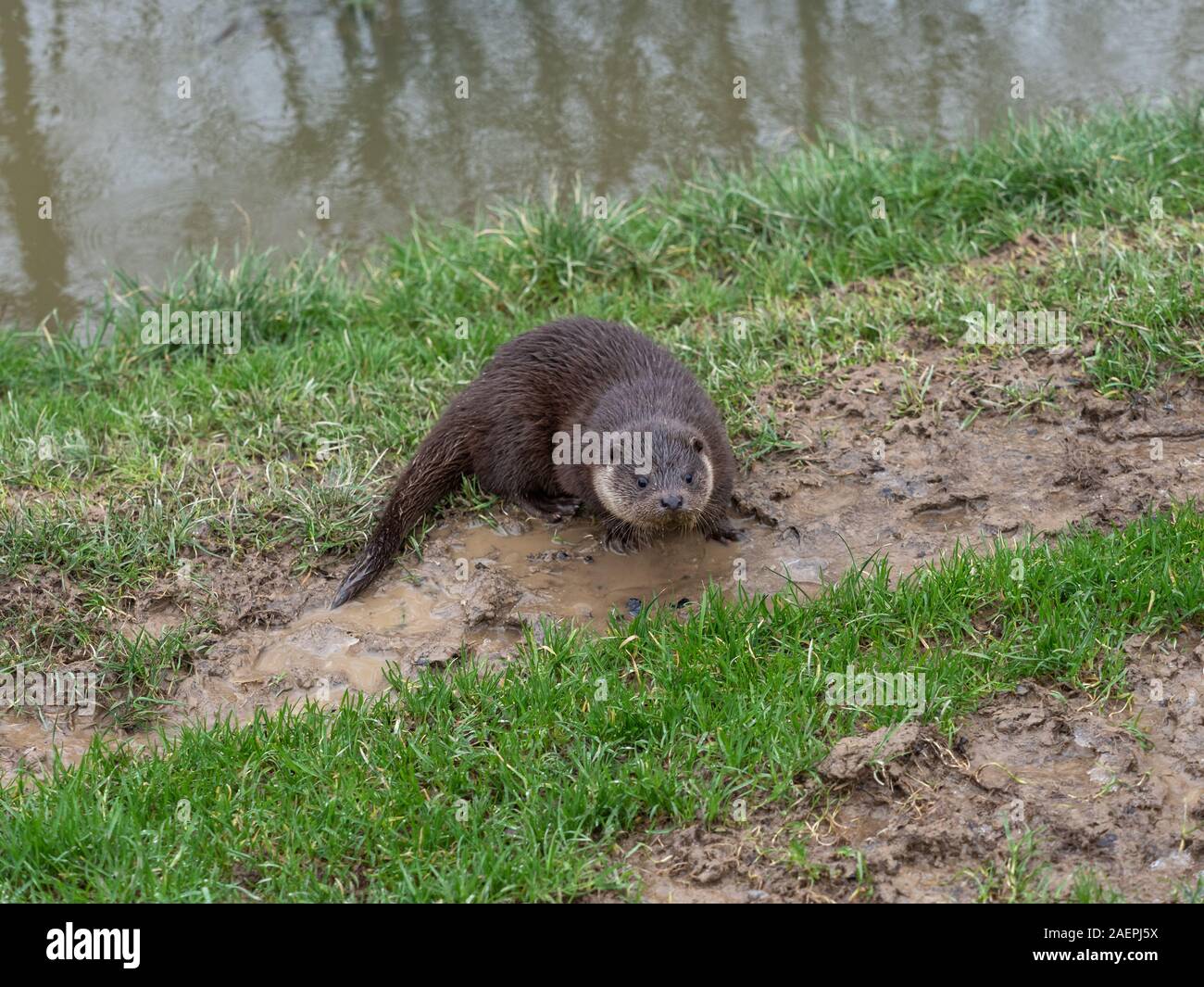 Young eurasian otter (Lutra lutra) cub / pup Stock Photo - Alamy