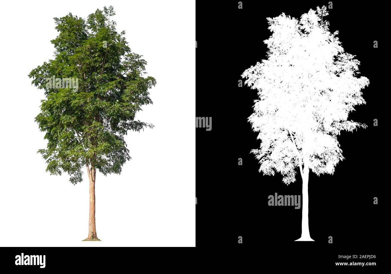 isolated tree on white background with clipping path and alpha channel ...