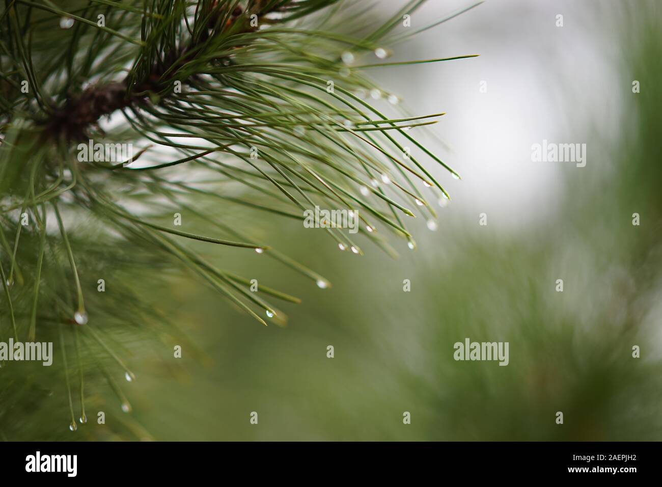 Wet evergreen forest hi-res stock photography and images - Alamy