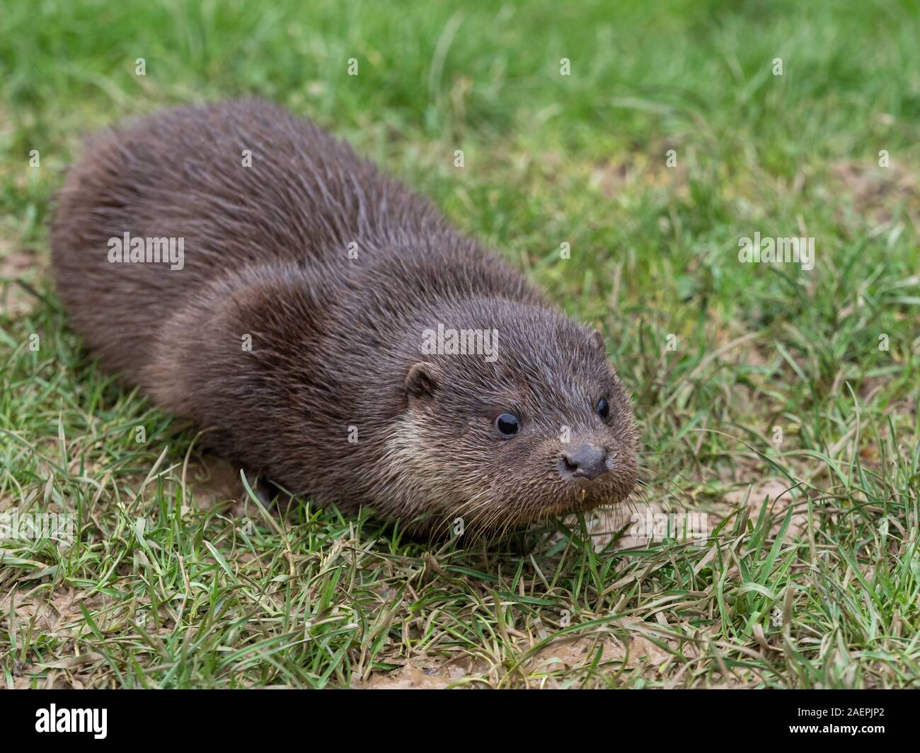 Young eurasian otter (Lutra lutra) cub / pup Stock Photo - Alamy