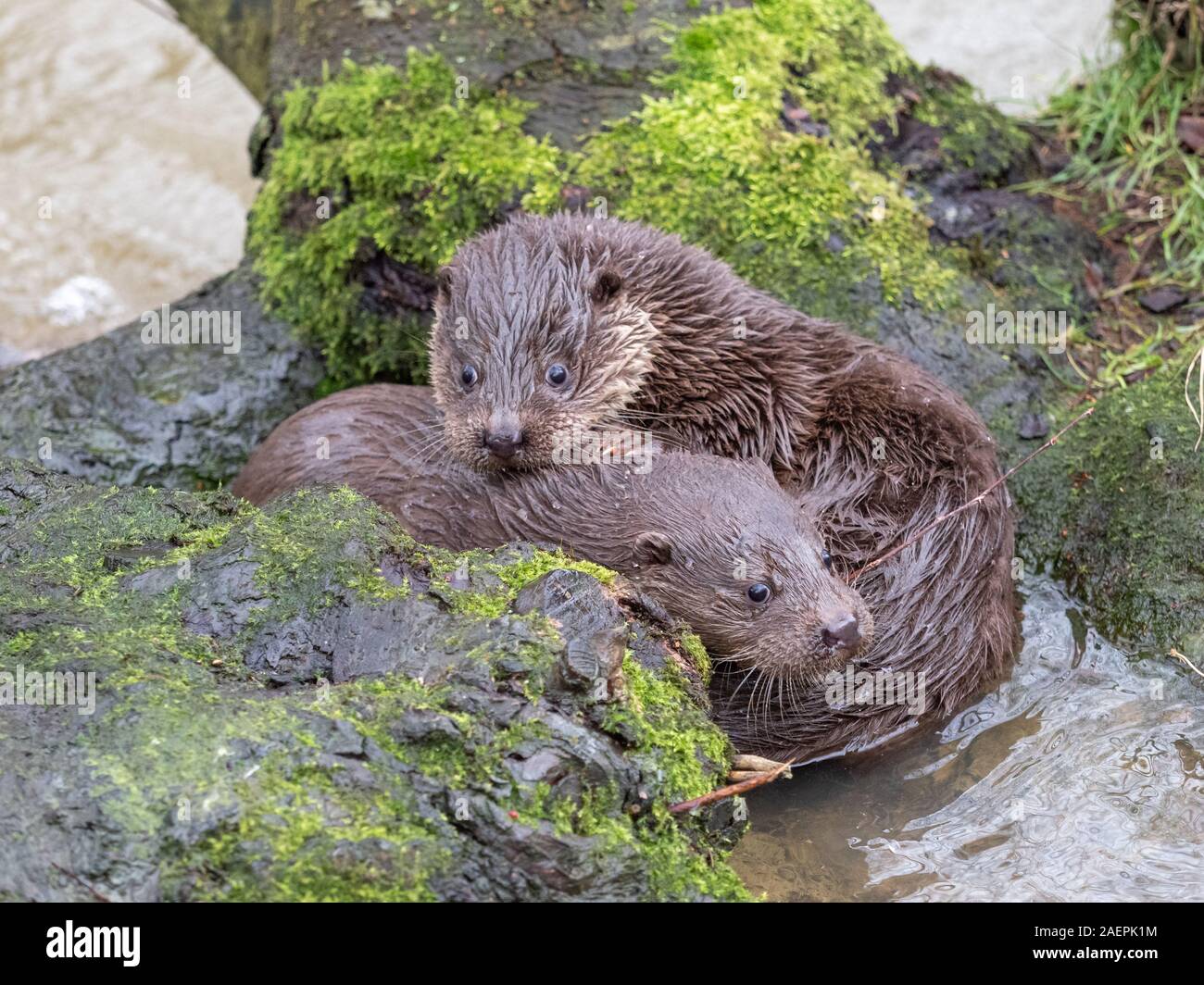 Young eurasian otter (Lutra lutra) cub / pup Stock Photo - Alamy