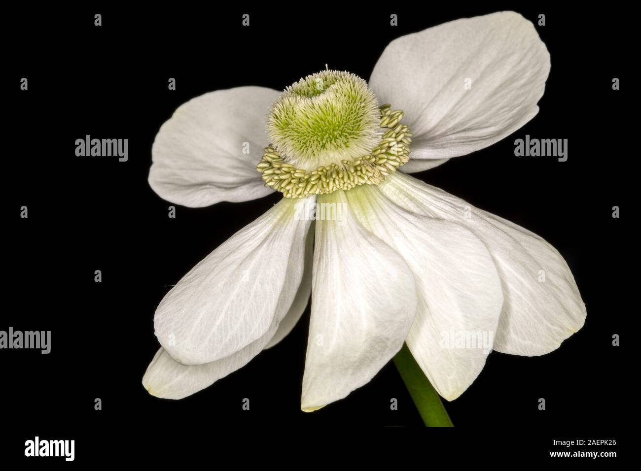 Anemone The Bride High Resolution Stock Photography and Images - Alamy