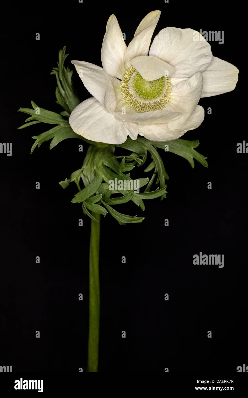 Anemone coronaria De Caen Group 'The Bride' Stock Photo - Alamy