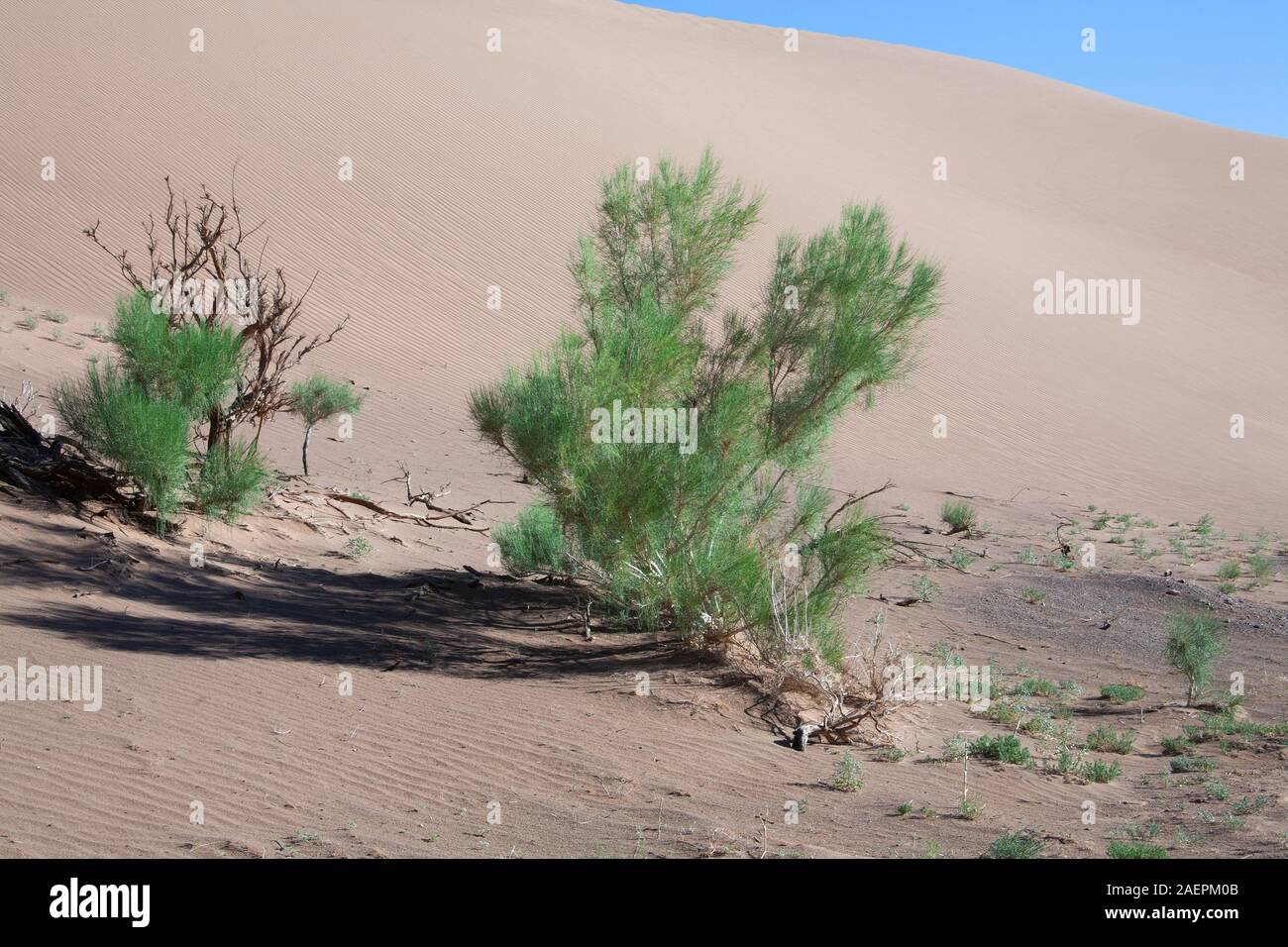 Gobi Desert Singing Sand Dunes tree Stock Photo - Alamy