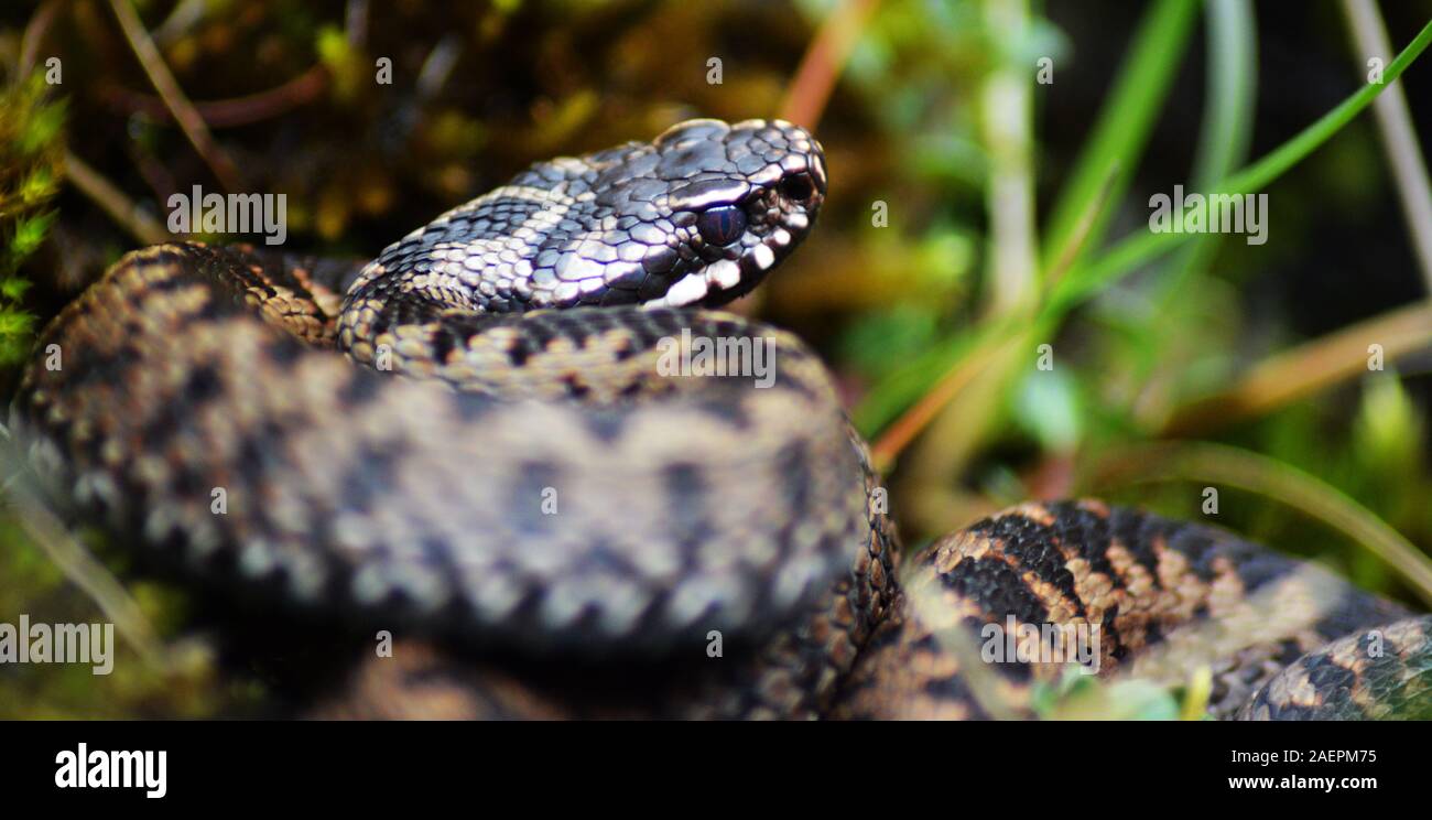 Common European viper (Vipera berus) in a defensive position, close up ...