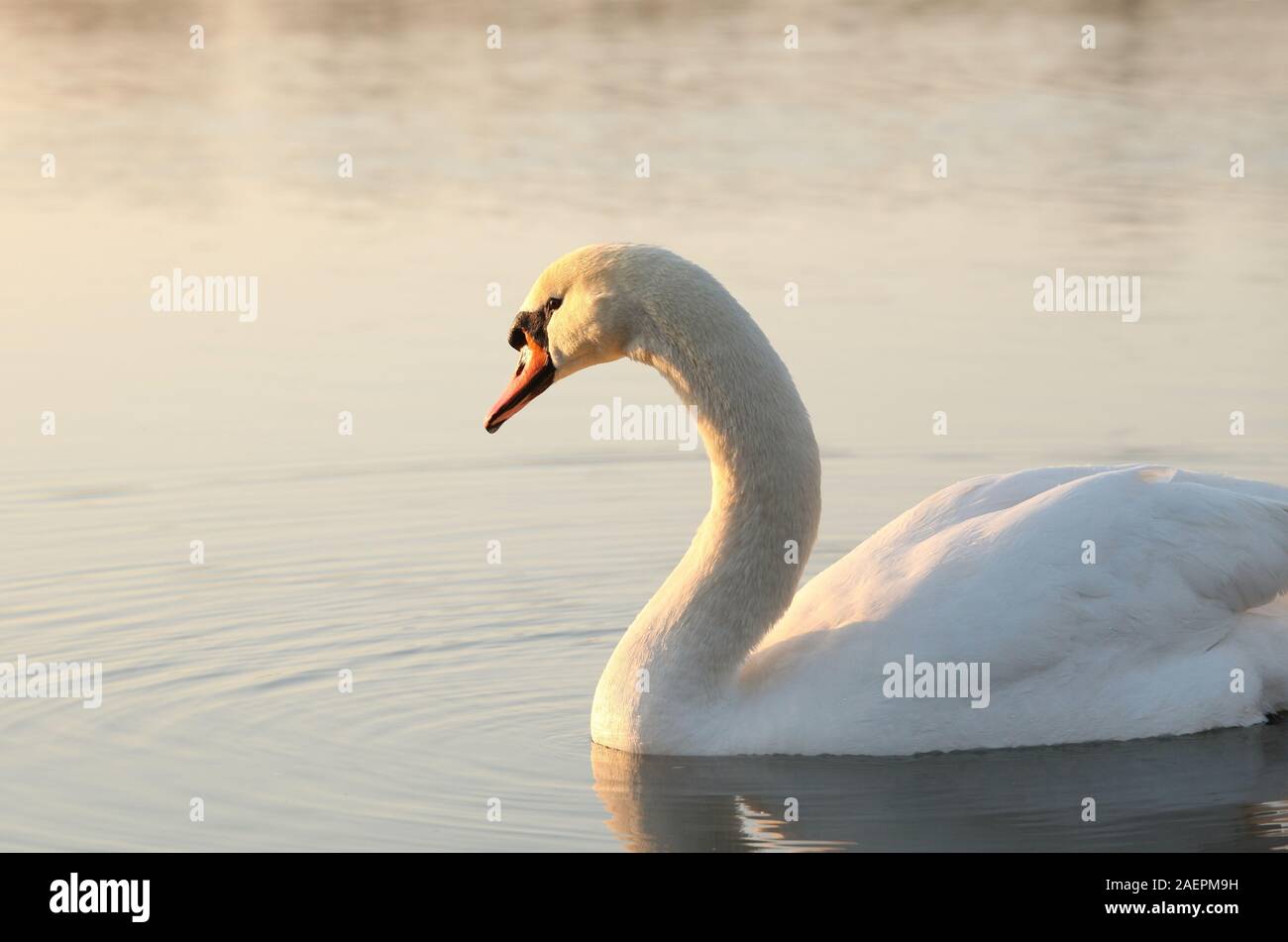 Lonely swan illuminated by the rising sun Stock Photo - Alamy