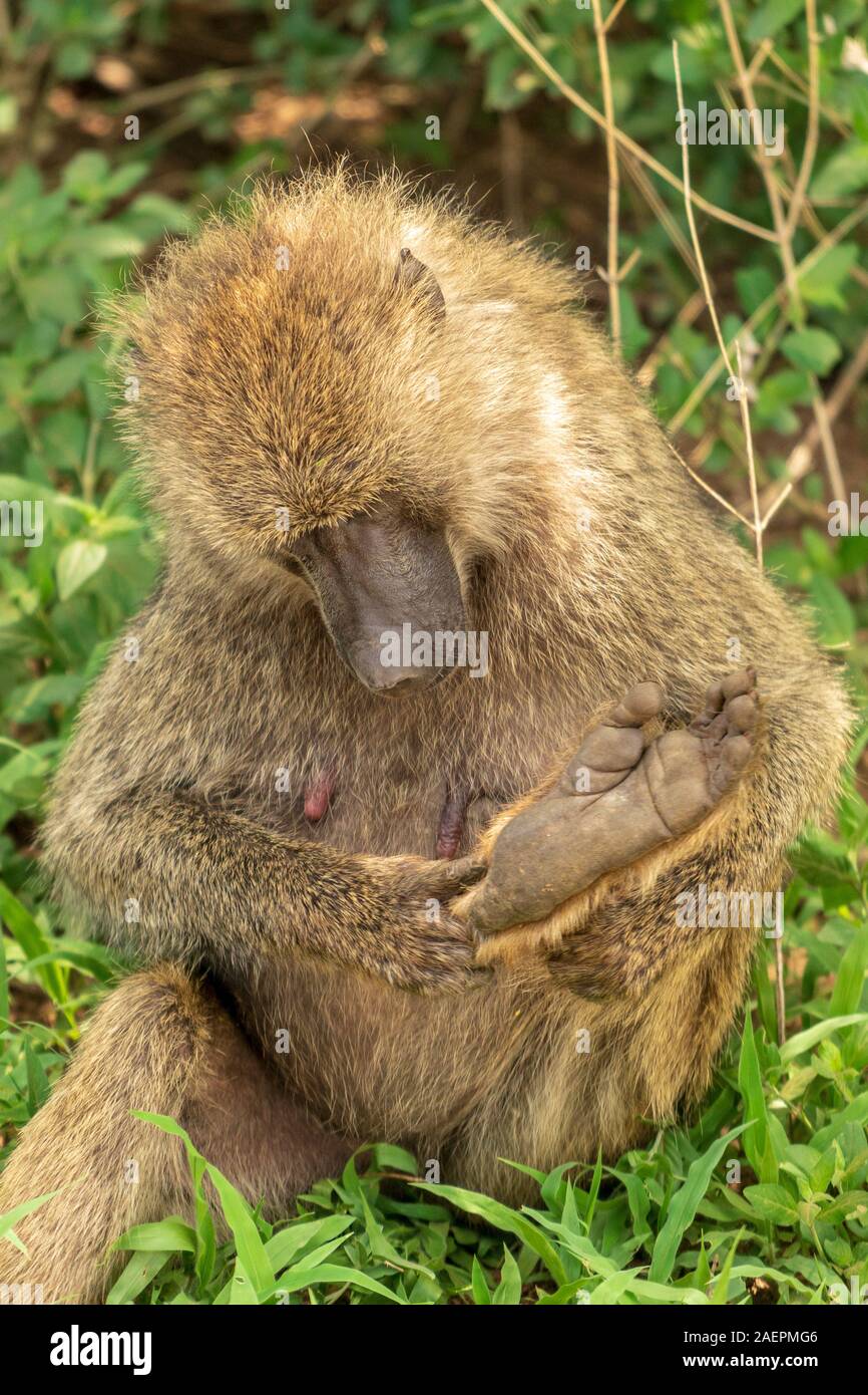 Olive baboon inspecting its foot in Tarangire National Park on a safari ...