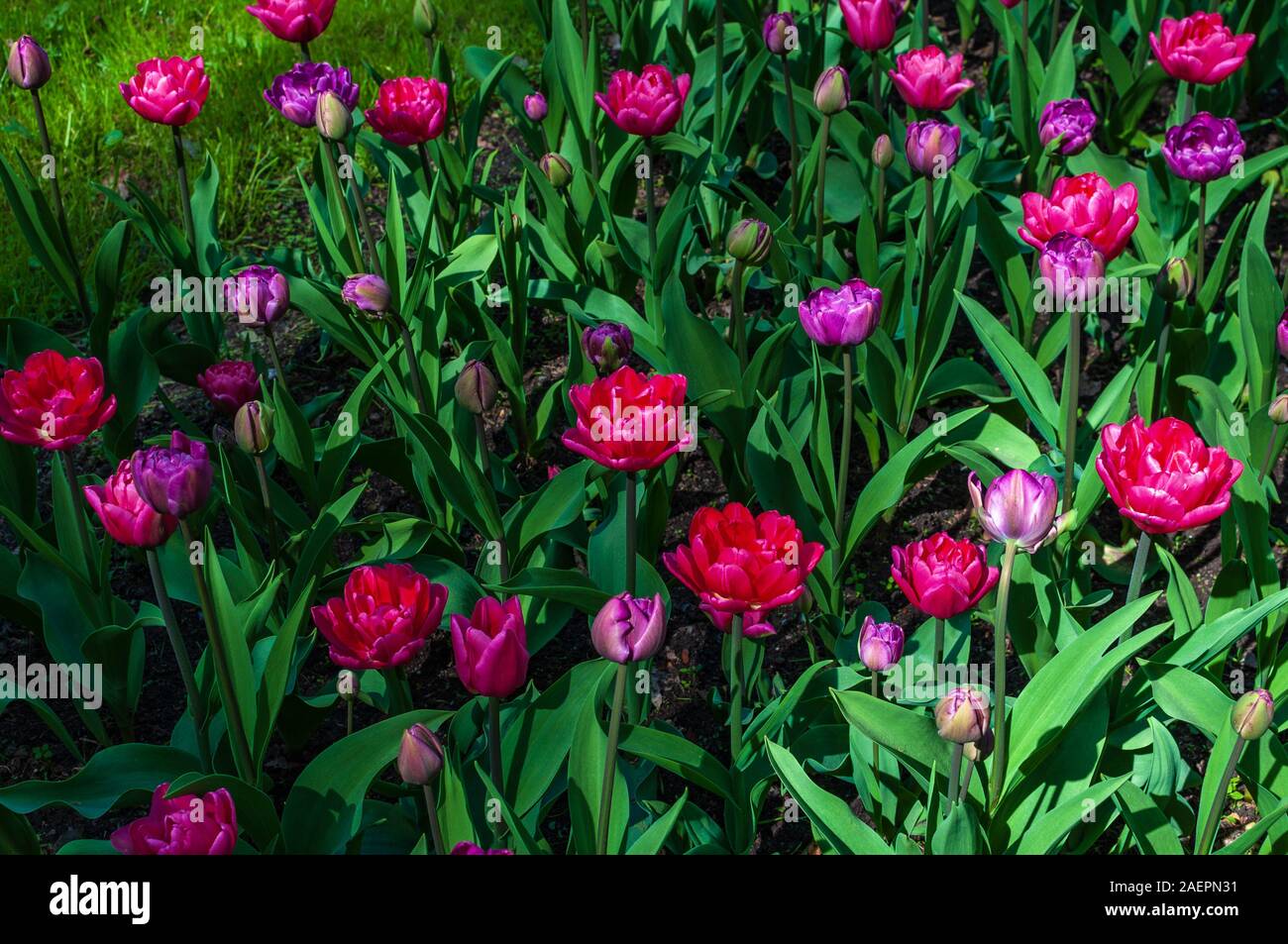 Colorful bright tulips in the park. Spring landscape Stock Photo - Alamy
