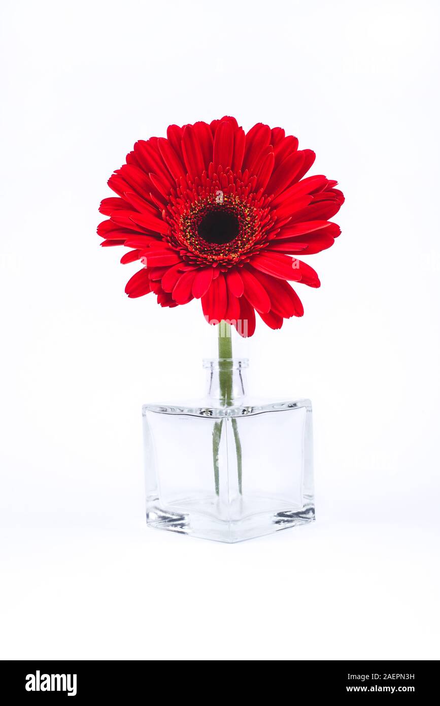 Pattern flower life in Cut Out Stock Images & Pictures - Alamy