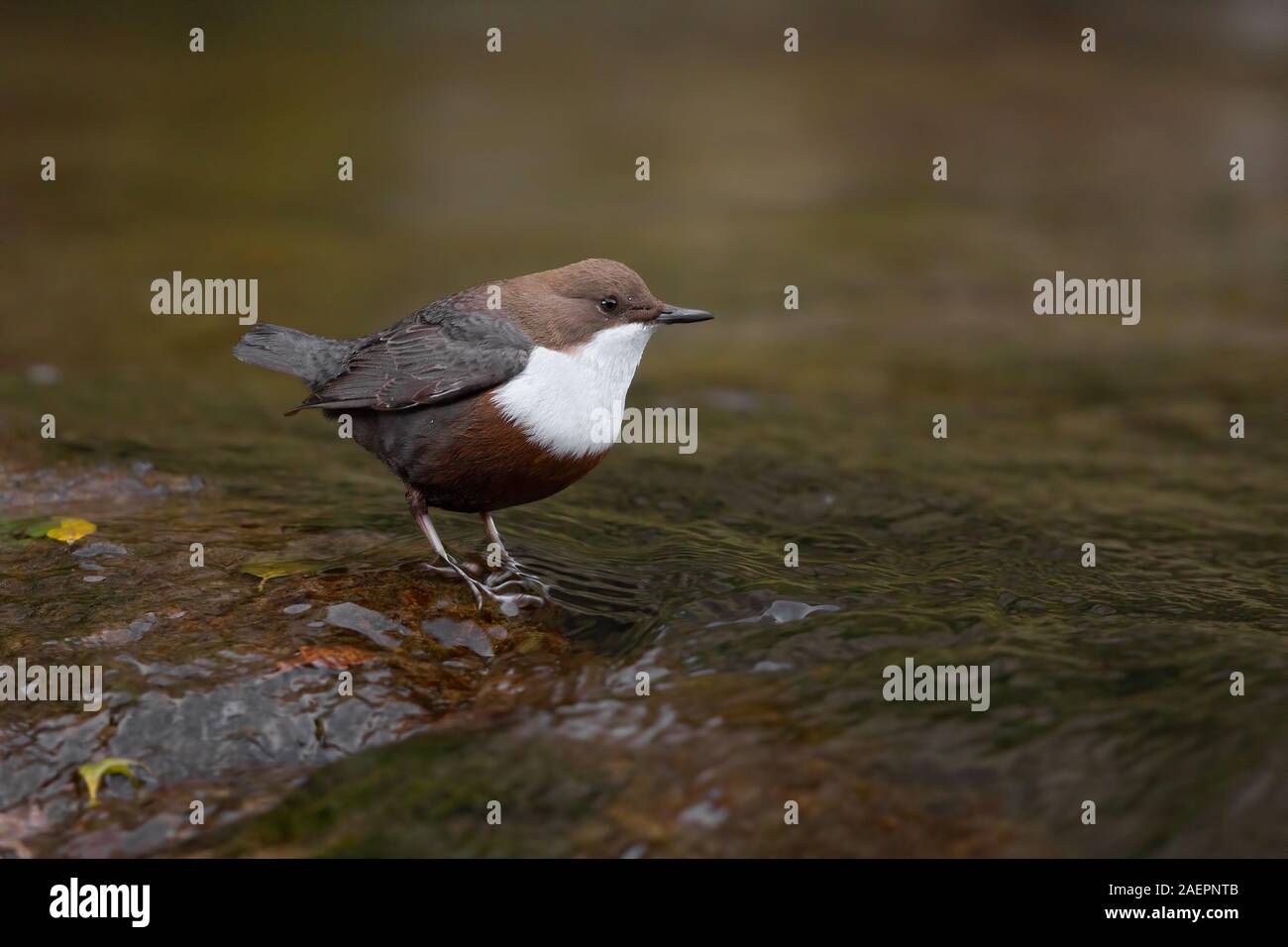 Dipper species hi-res stock photography and images - Alamy