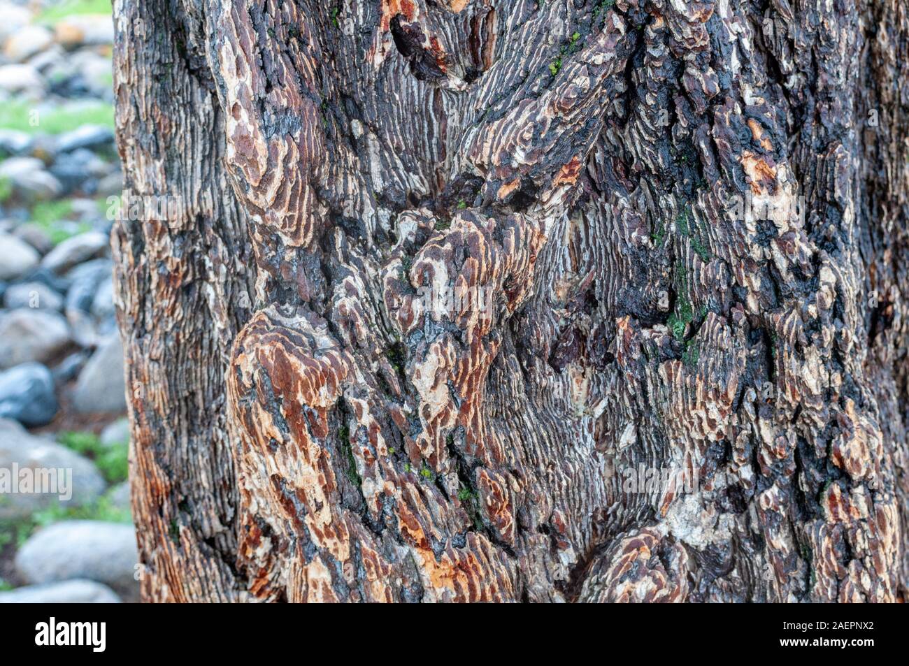 larch tree bark tree in the valley on Altai, Russia Stock Photo - Alamy