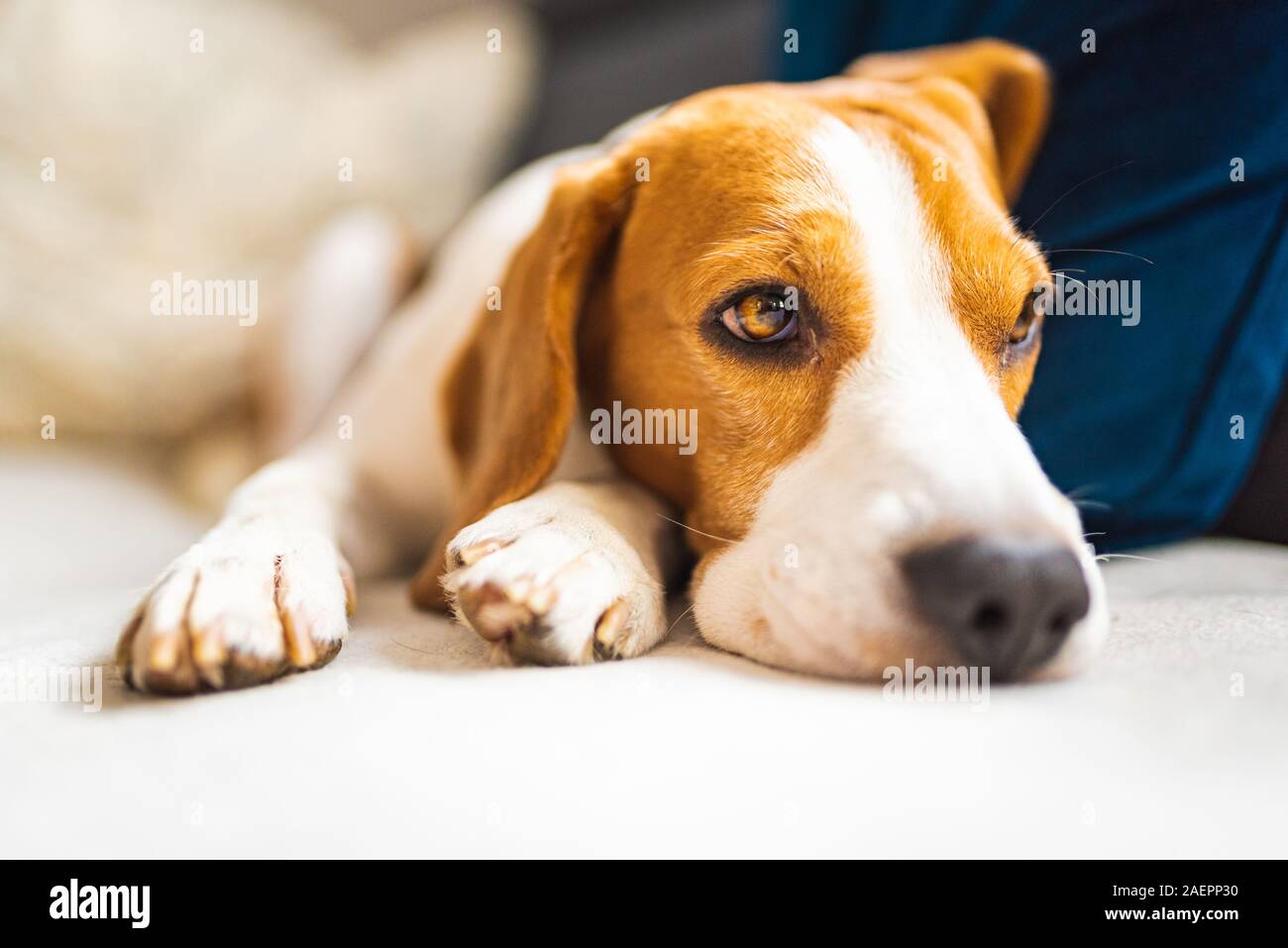 Sleeping beagle dog on sofa. Lazy day on couch Stock Photo - Alamy