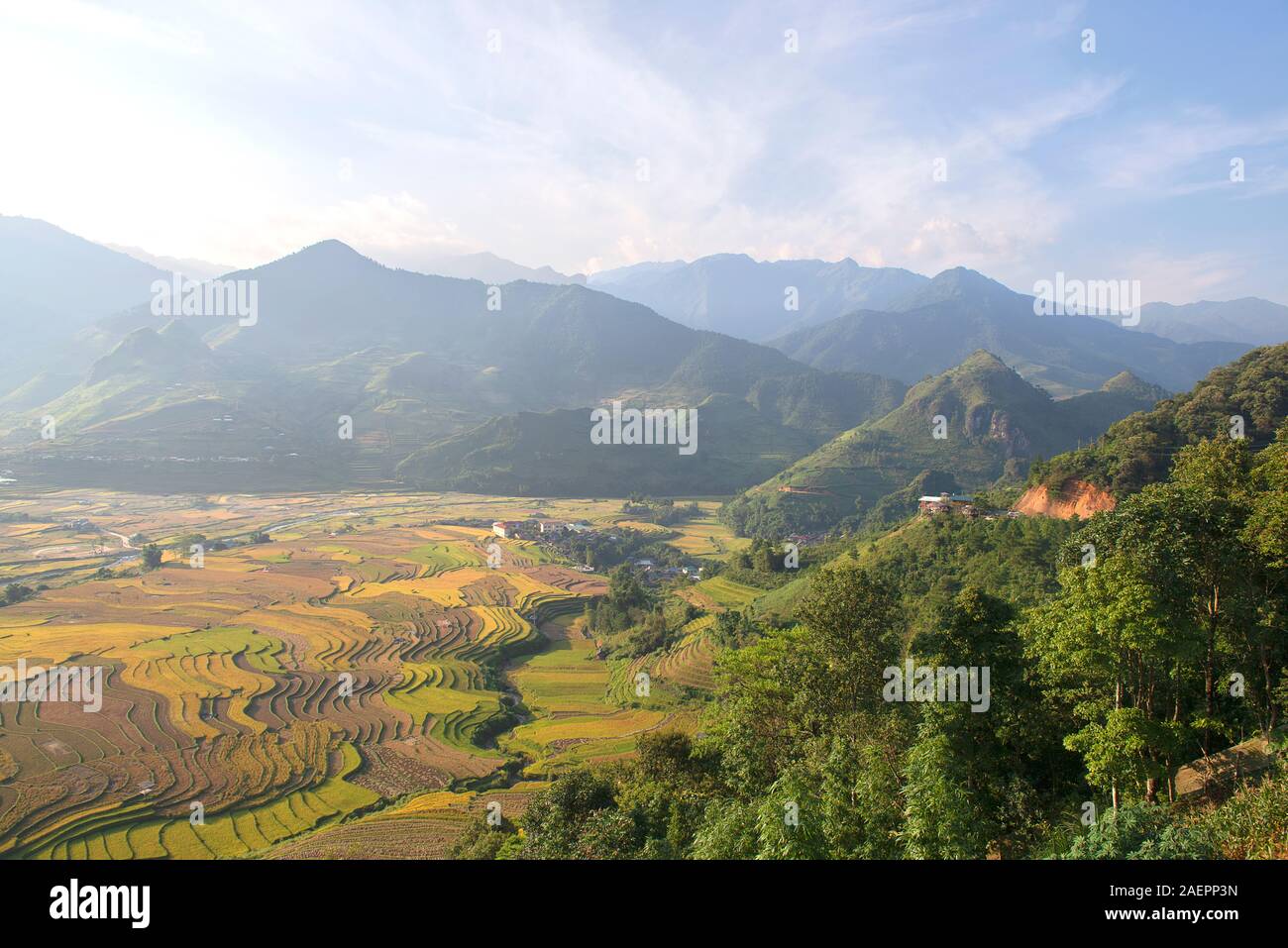 Green, brown, yellow and golden rice terrace fields of Tu Le valley ...