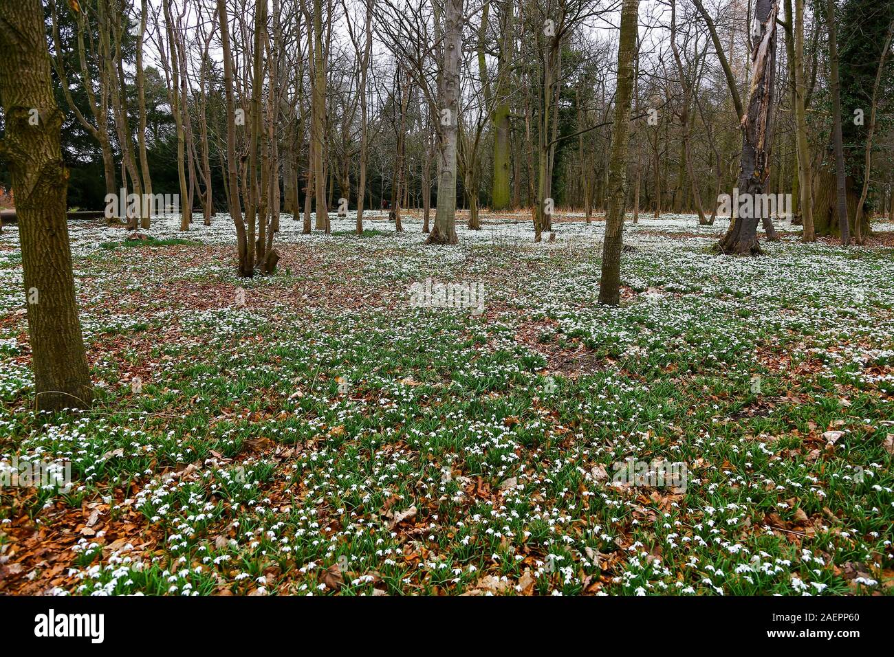 Common Snowdrops (Galanthus nivalis) amongst the trees at Attingham ...