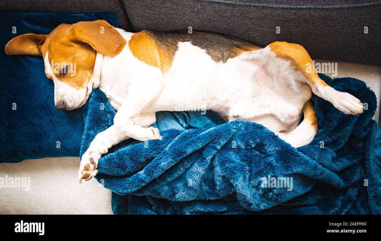 Sleeping beagle dog on sofa. Lazy day on couch Stock Photo - Alamy