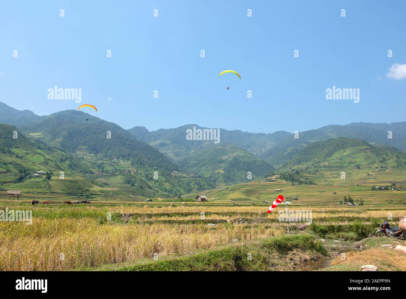 Paraglider flies over the green, brown, yellow and golden rice terrace ...