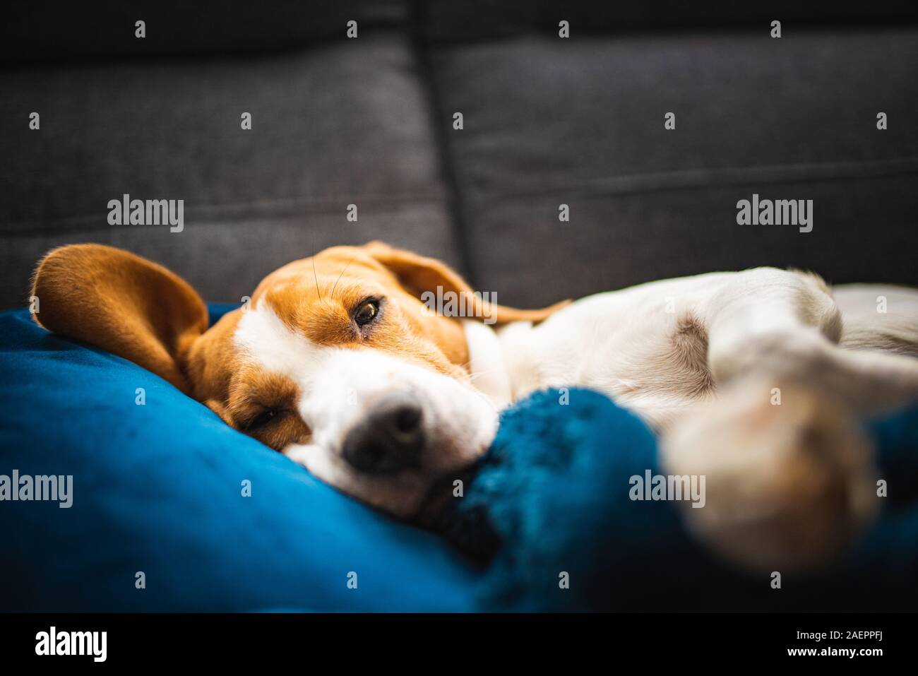 Sleeping beagle dog on sofa. Lazy day on couch Stock Photo - Alamy