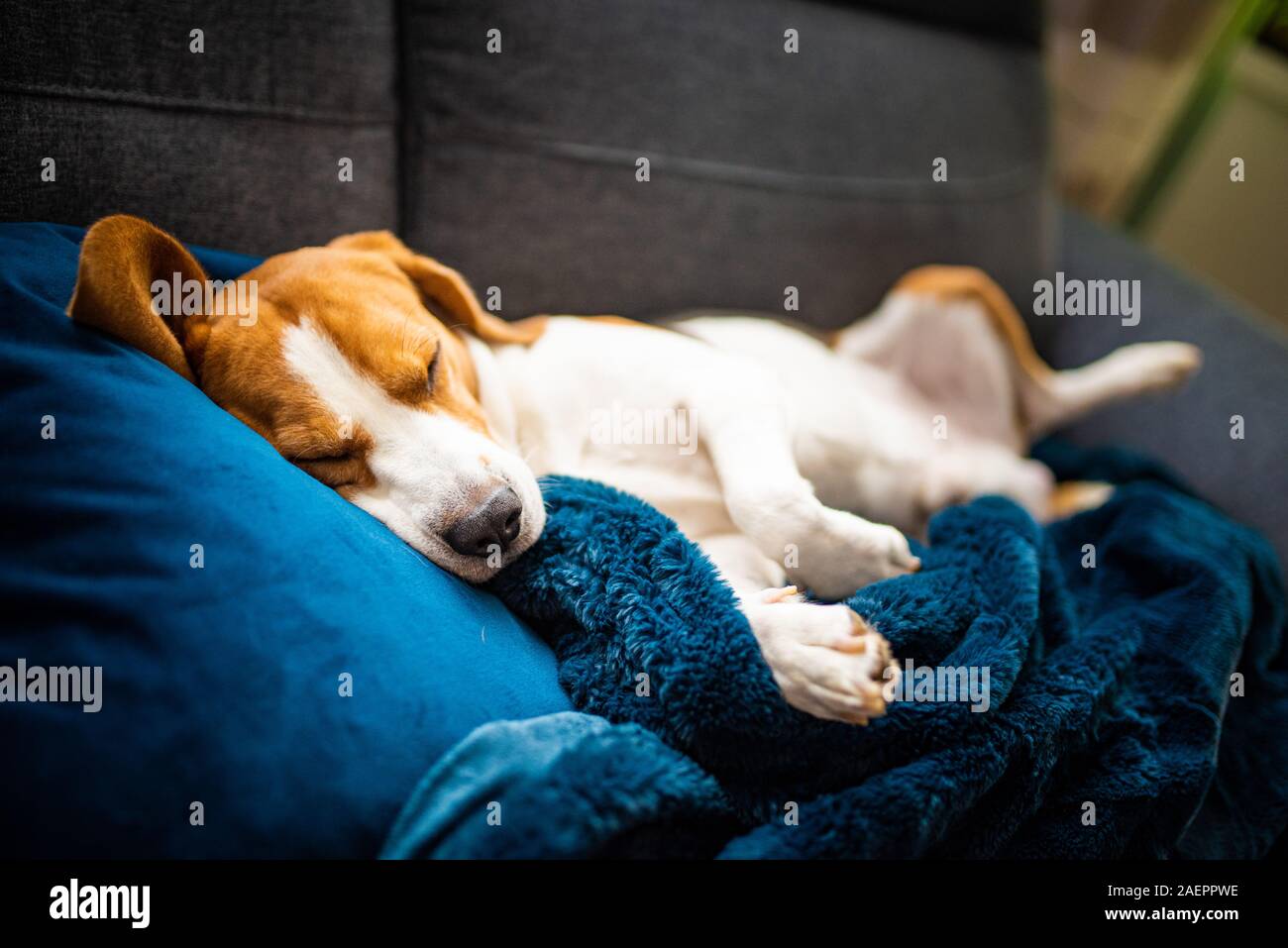 Sleeping beagle dog on sofa. Lazy day on couch Stock Photo - Alamy
