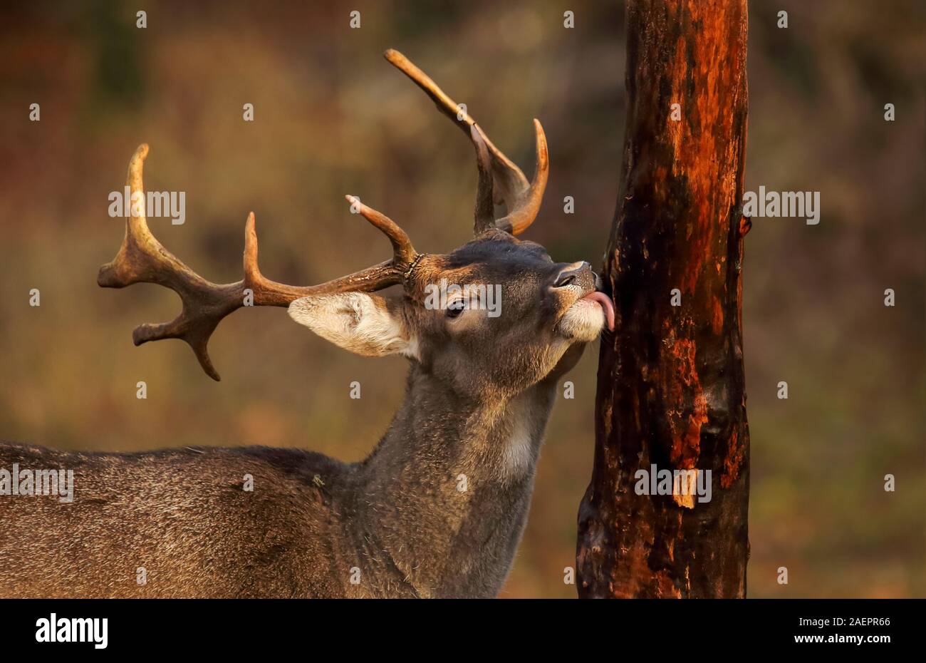 Roebuck tongue hi-res stock photography and images - Alamy