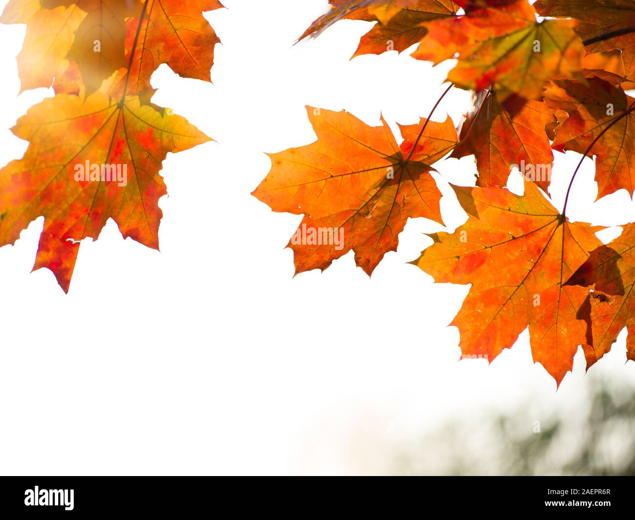 Autumn leaves at sunset isolated in white background Stock Photo - Alamy