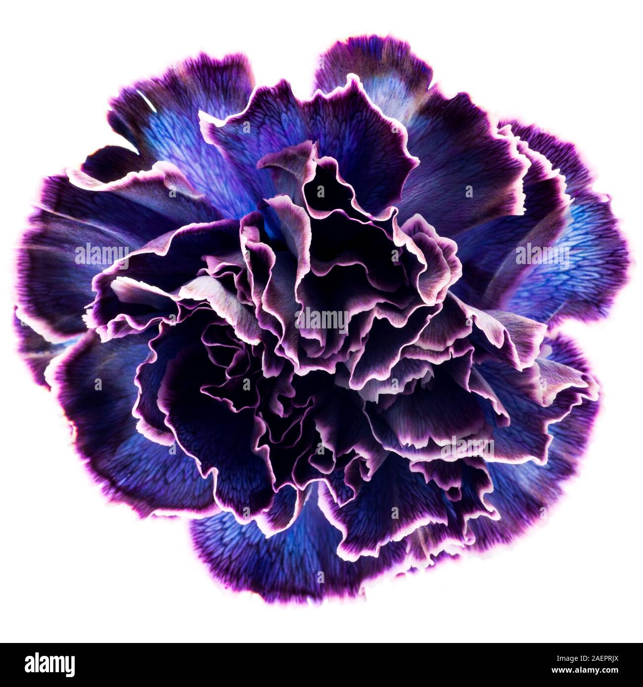 Purple Carnation Flower