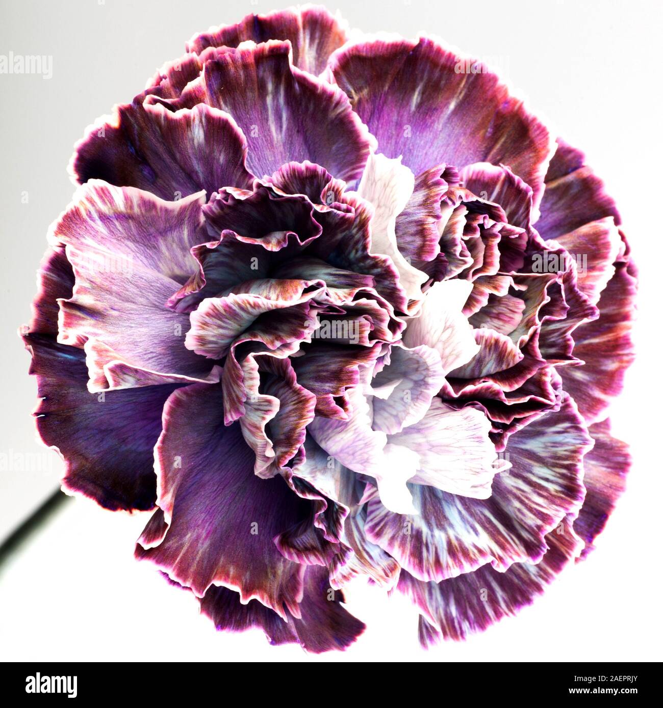 Carnation flower isolated on white background. Arty, bright purple and ...