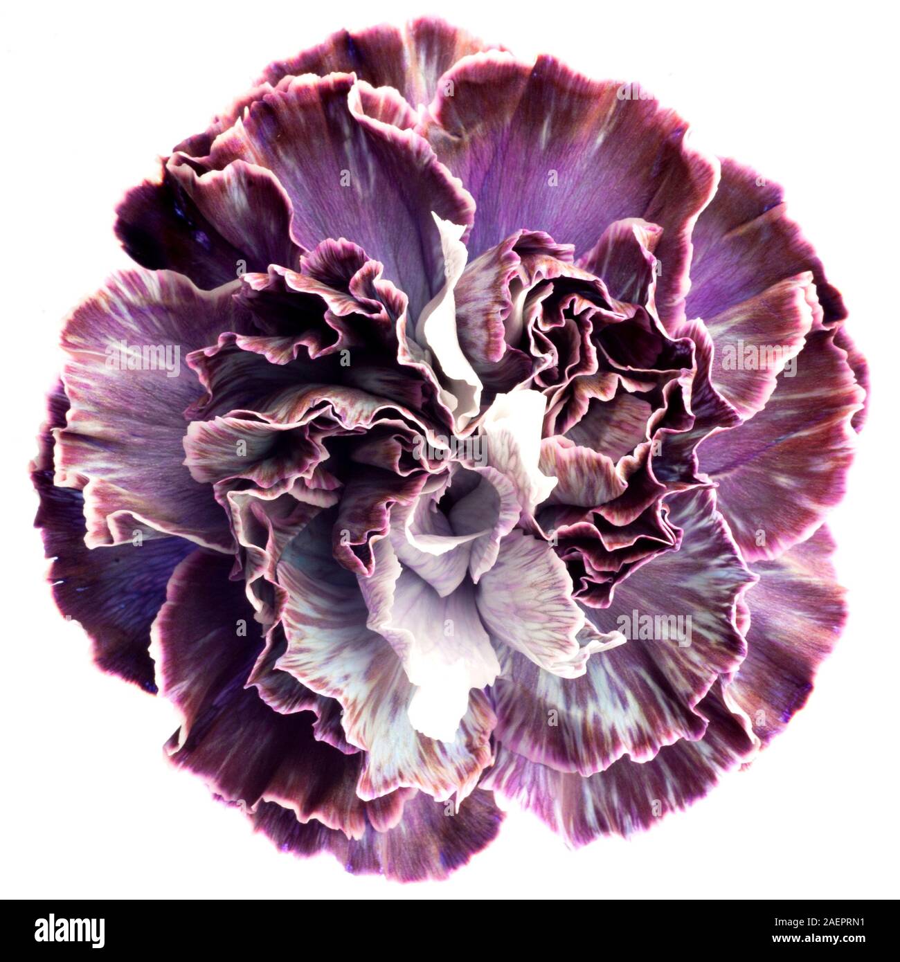 Carnation flower isolated on white background. Arty, bright purple and ...