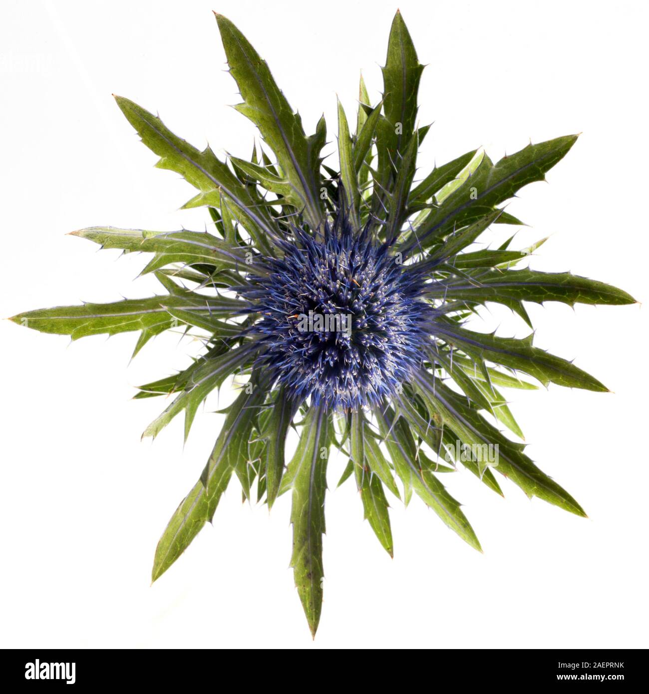 Thistle flower isolated on white background. Arty, bright green and ...