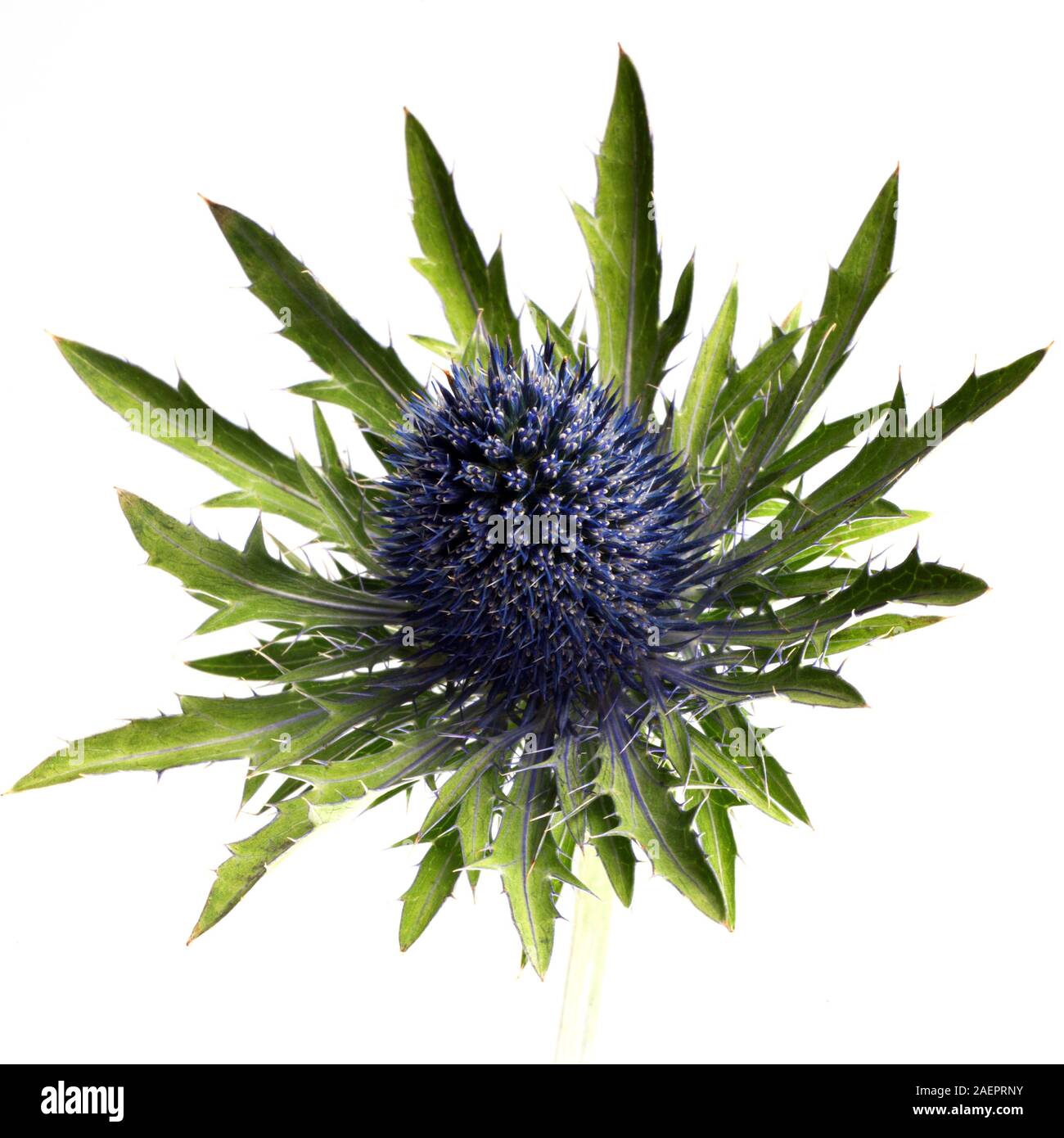 Thistle flower isolated on white background. Arty, bright green and ...